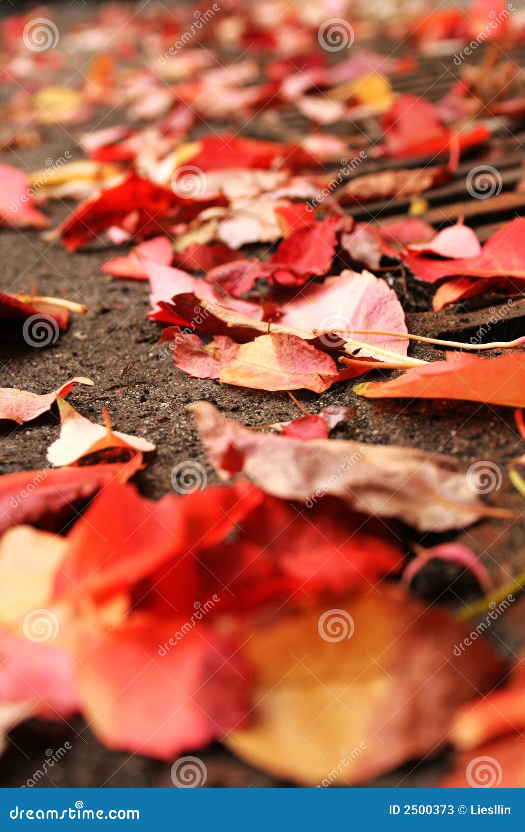 Falling Red stock image. Image of seasons, forest, nature - 2500373