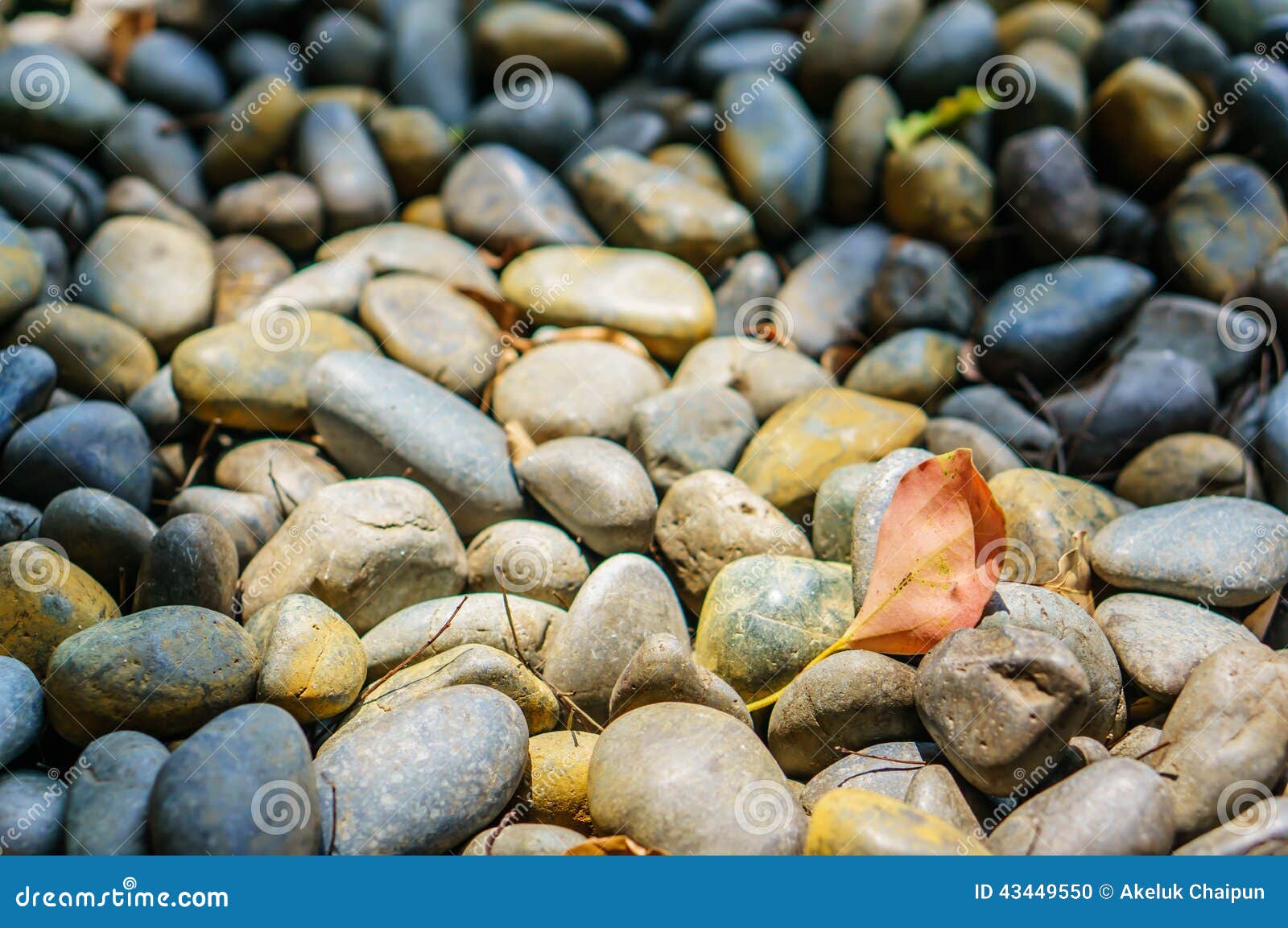 Falling Red Leaf on the Rock Stock Photo - Image of flowing, creek ...