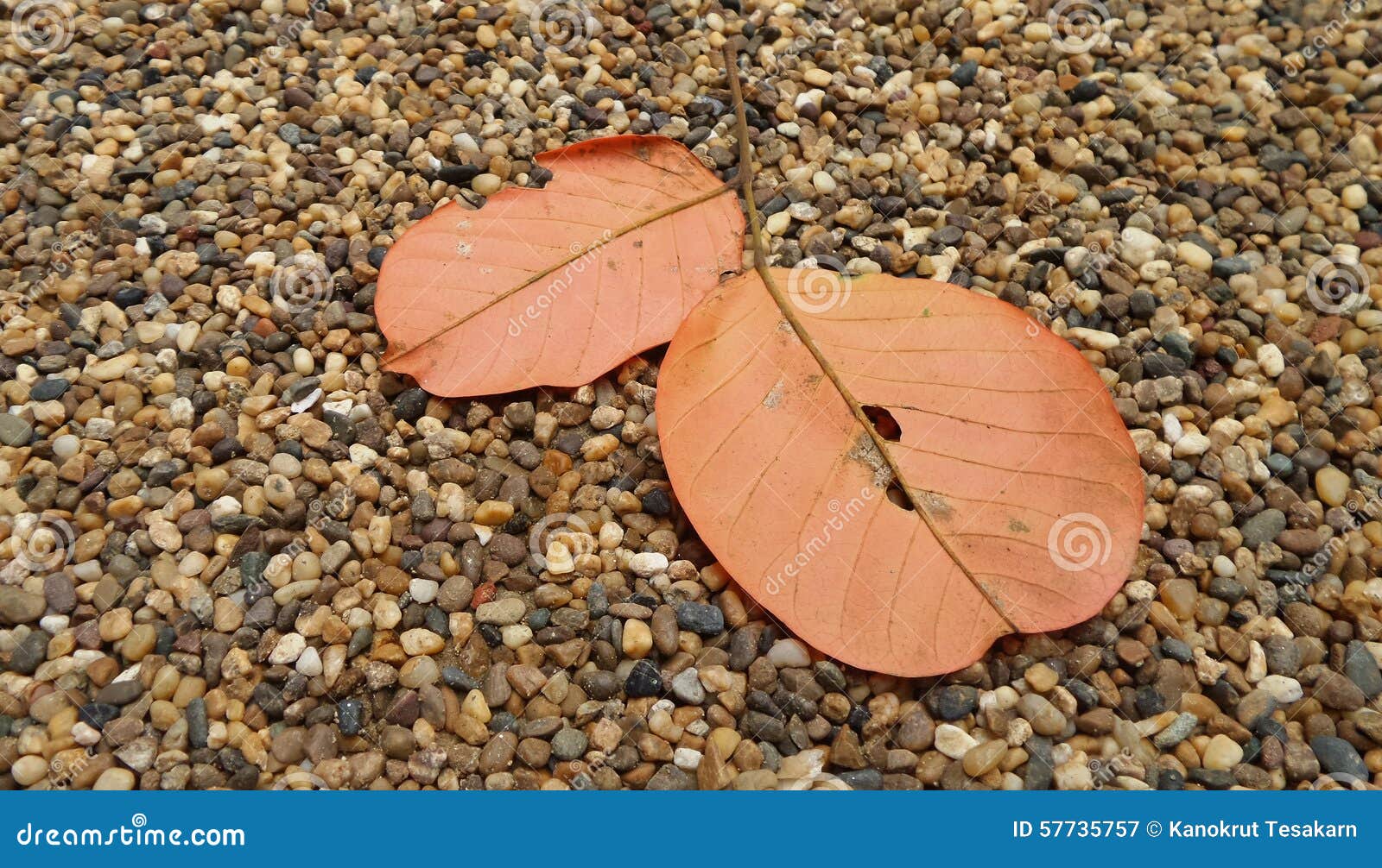 Falling Red Leaves on Quiet Garden Road in Autumn Stock Image - Image ...