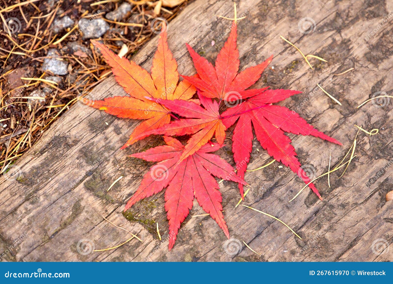 Falling Red Maple Leaf on Wooden Path Stock Photo - Image of orange ...