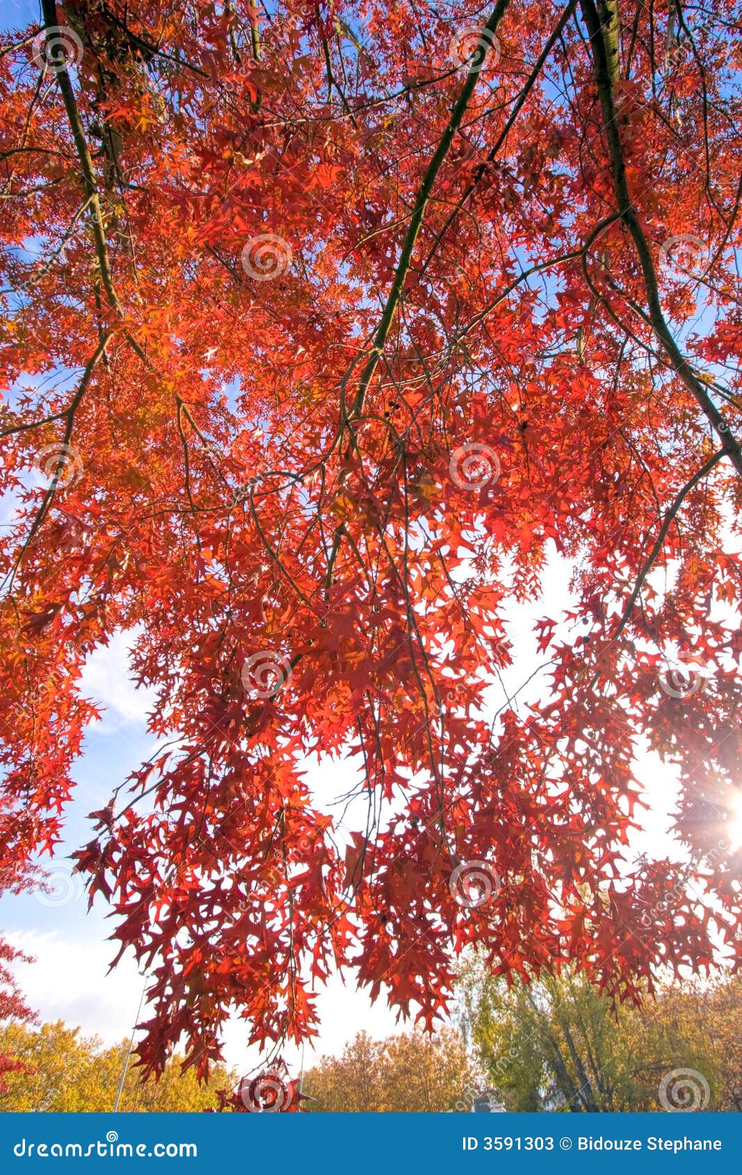 Falling red oak stock image. Image of outdoor, park, tree - 3591303