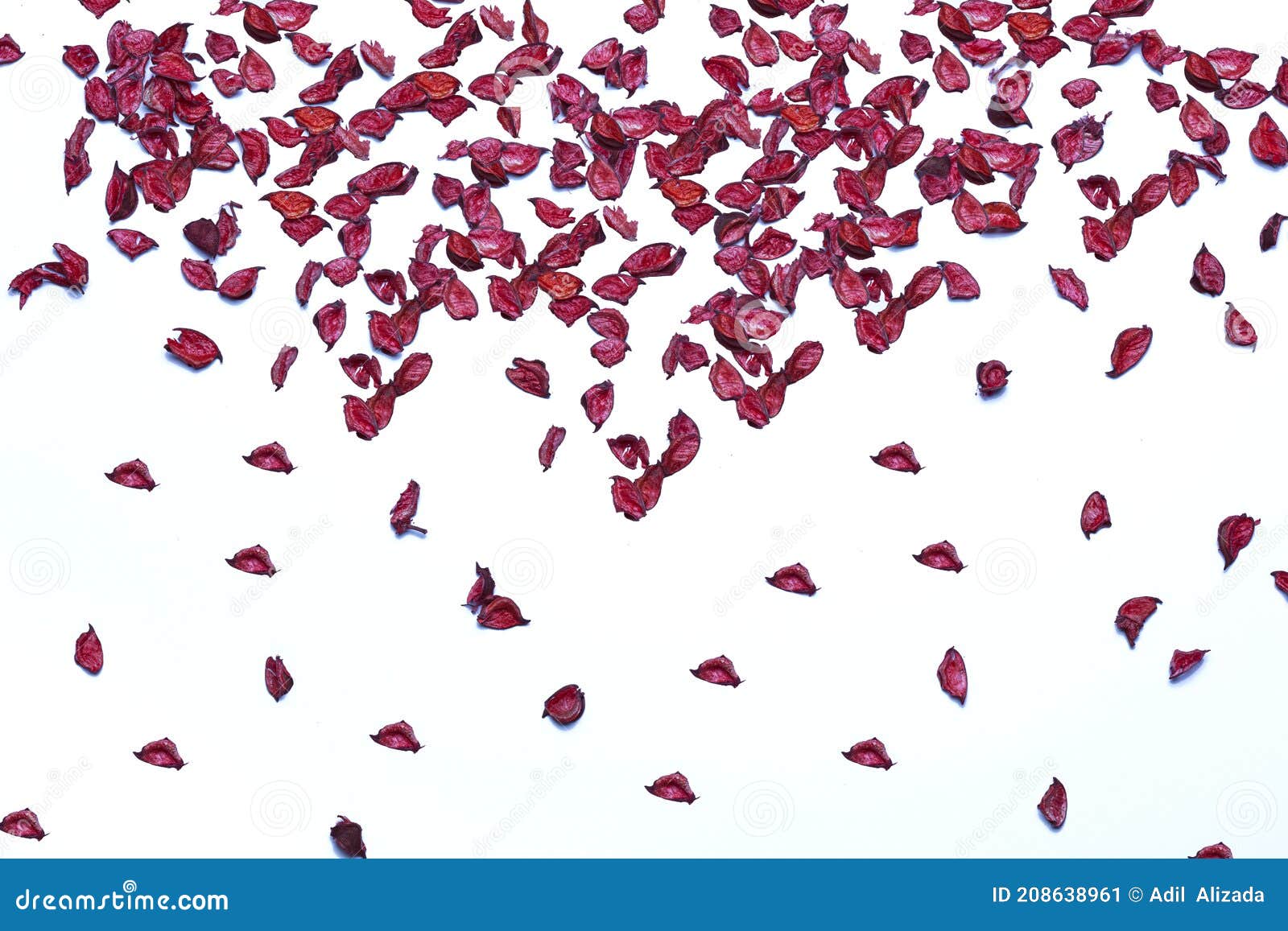 Falling Red Rose Petals on White Background Stock Image - Image of love ...