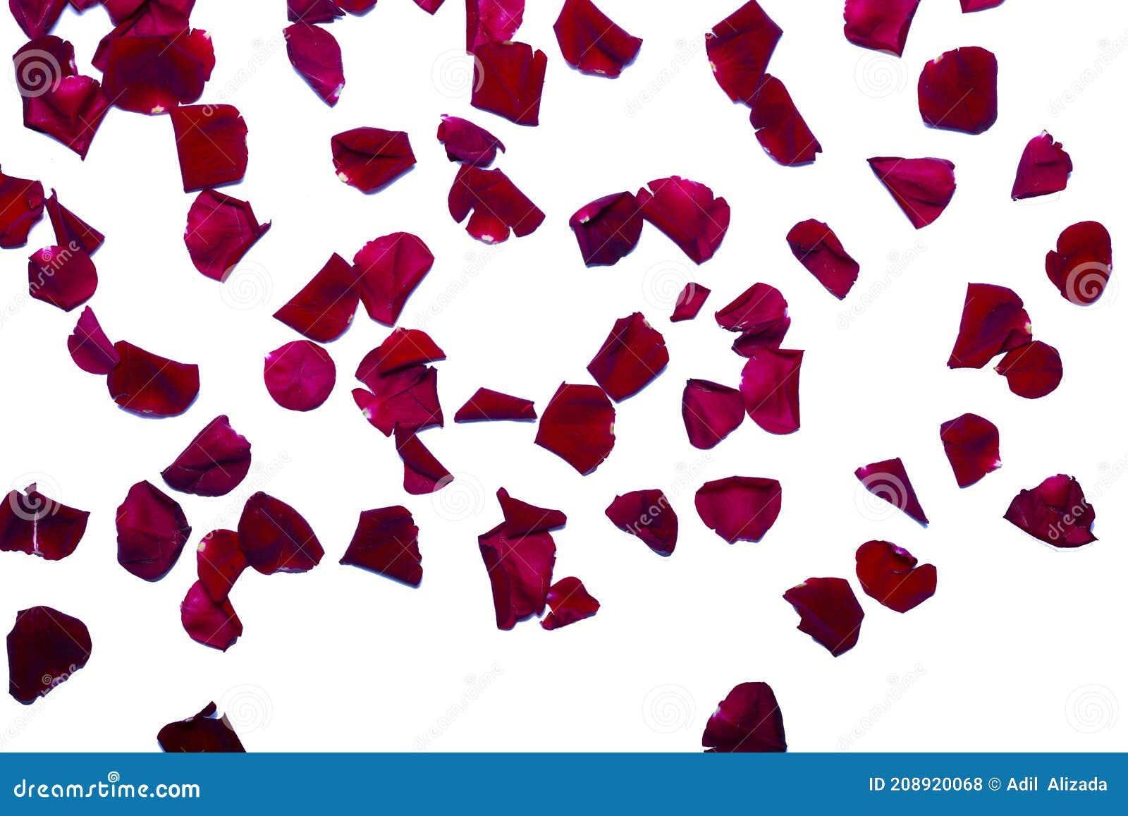 Falling Red Rose Petals on White Background Stock Photo - Image of ...