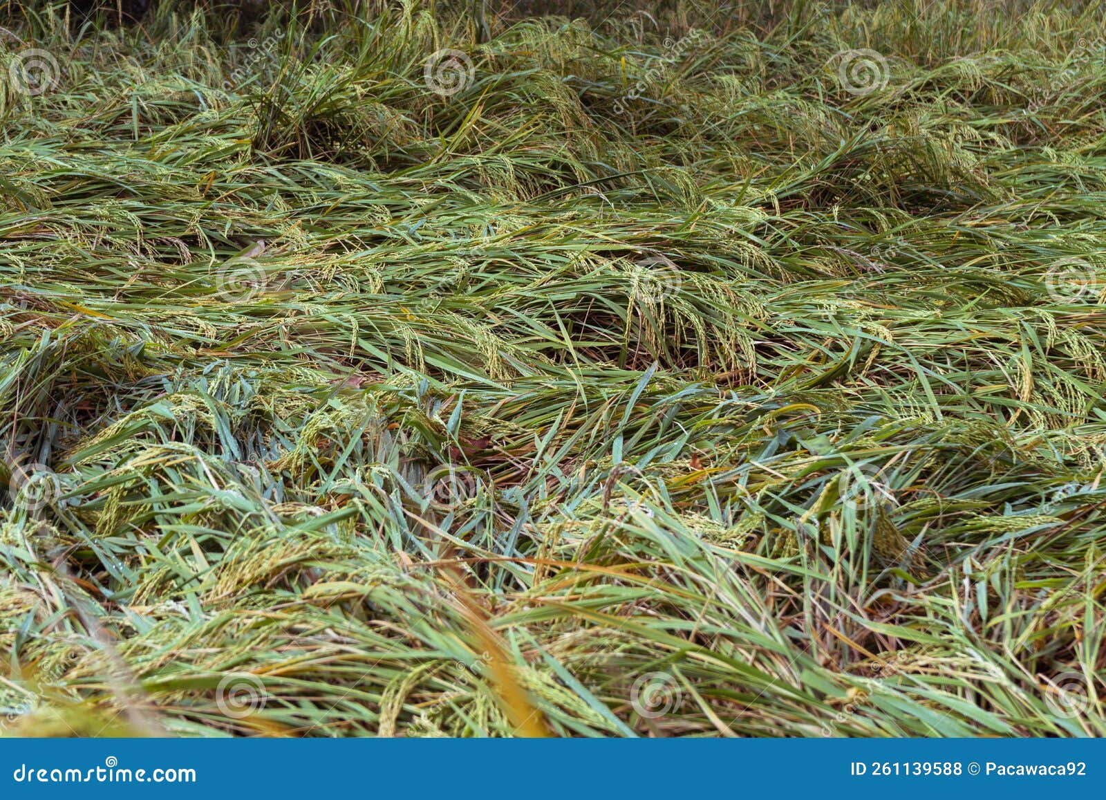 Falling Rice in the Field. Rice Damage Stock Photo - Image of falling ...
