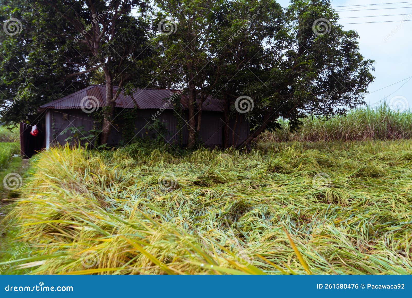 Falling Rice in the Field. Rice Damage Stock Photo - Image of germ ...