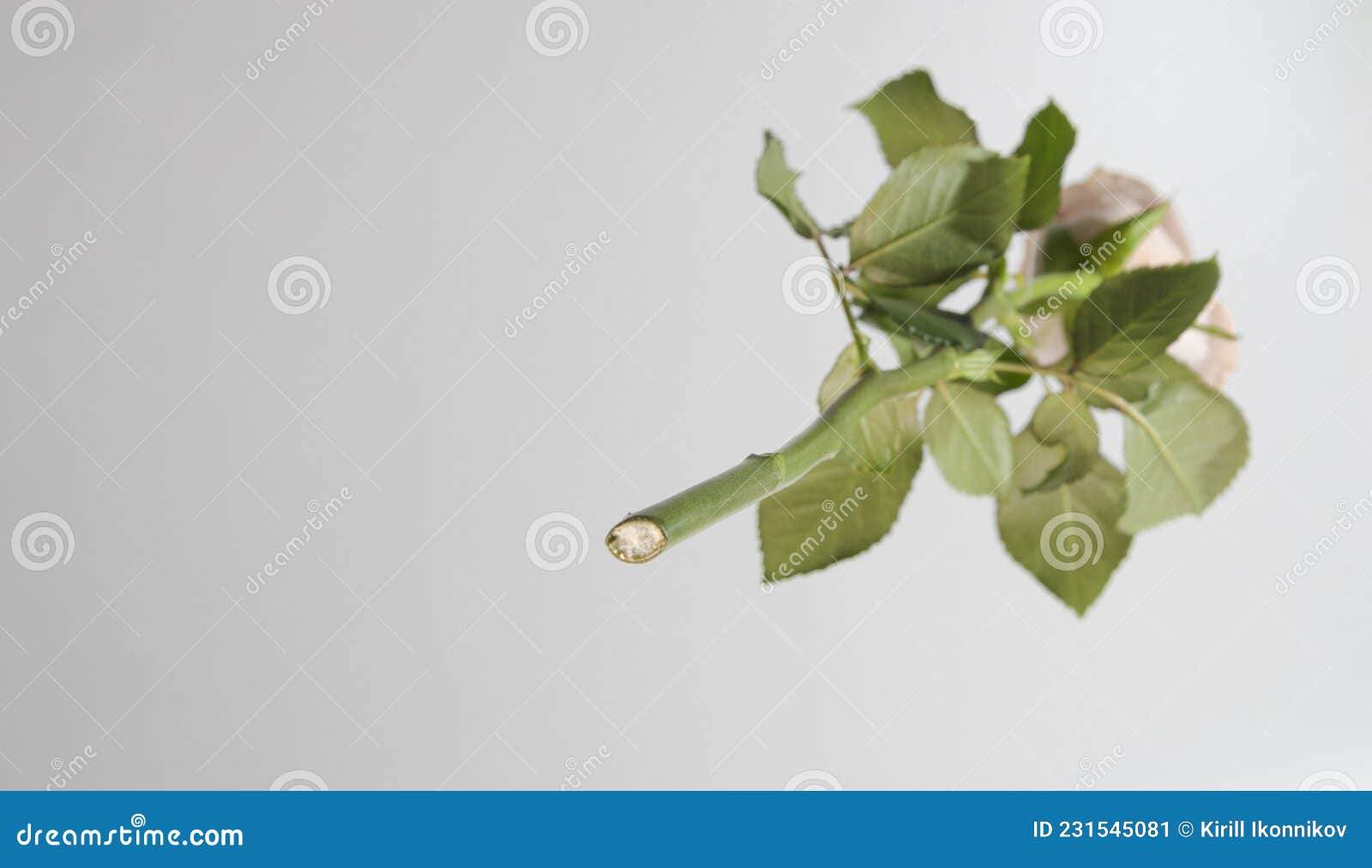 Falling Rose on a White Background. Bottom View. Artistic Blur Stock ...