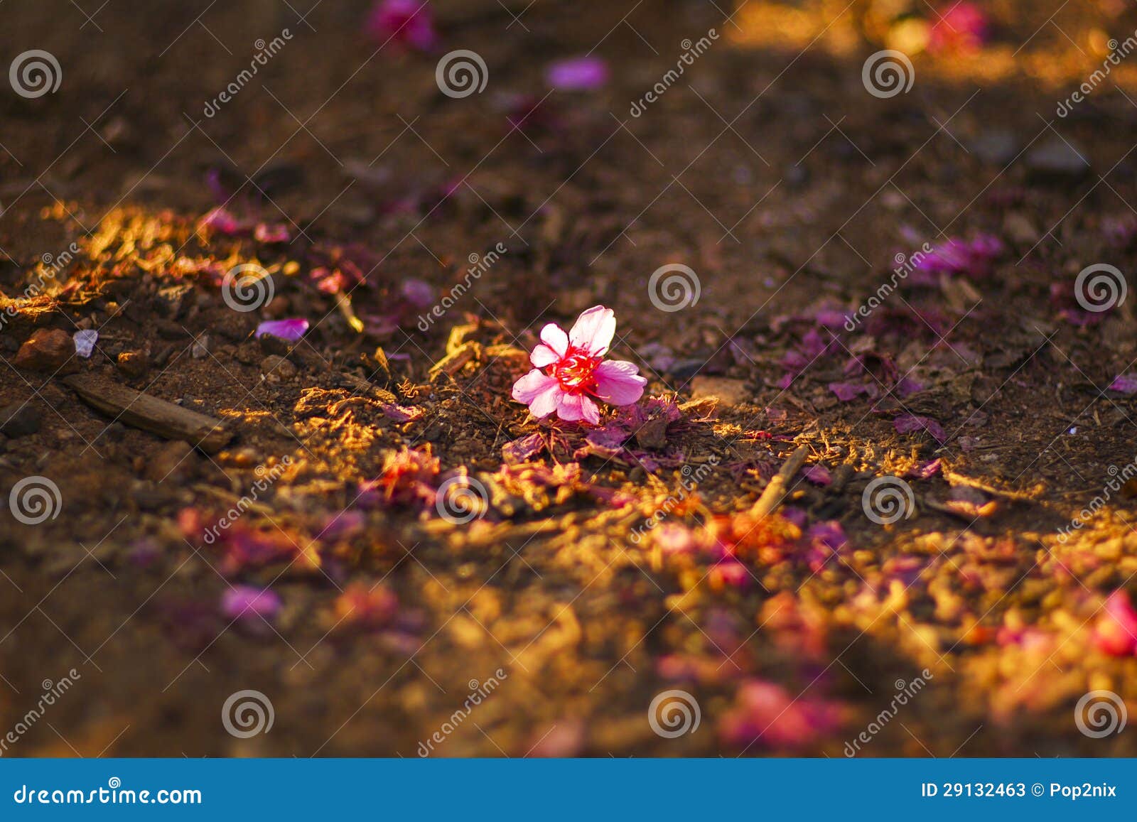 Falling Sakura in the Ground Stock Image - Image of asia, east: 29132463