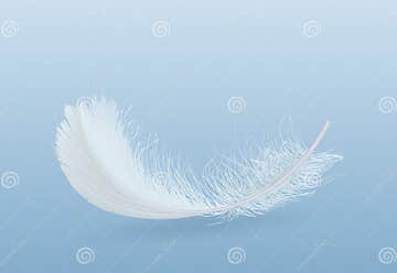Falling Single White Feather Realistic Vector Stock Vector ...