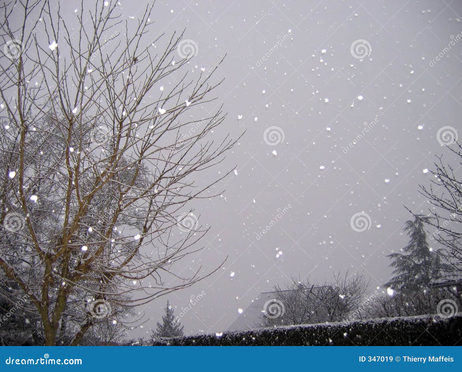 Falling snow stock image. Image of tree, cloud, grey, hedge - 347019