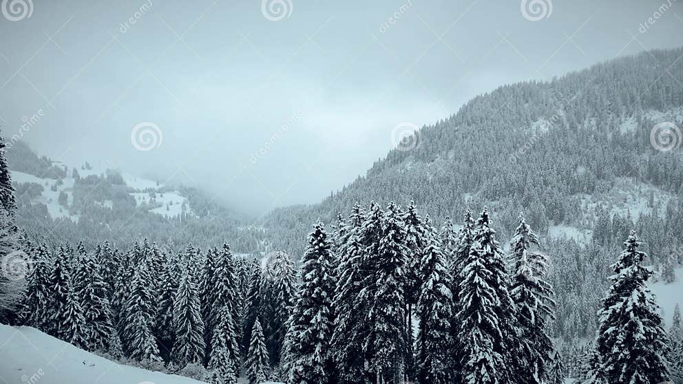 Falling Snow in the Alpine Forest, Switzerland Stock Image - Image of ...