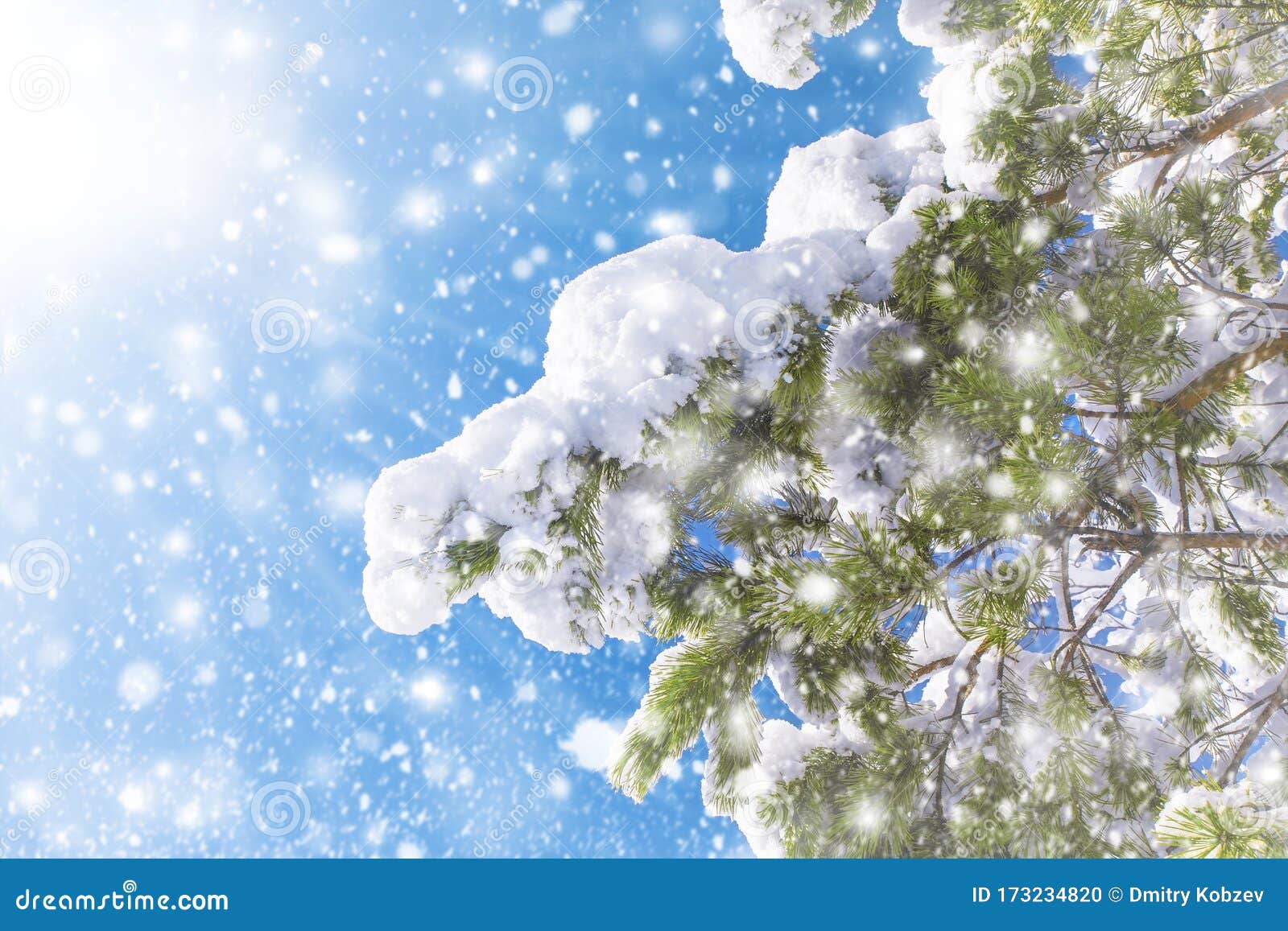 Falling Snow on the Background of a Snowy Pine Branch Stock Photo ...