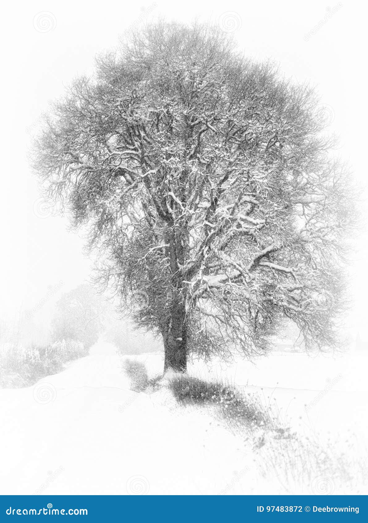 Falling Snow on a Country Road and Lone Tree Stock Photo - Image of ...