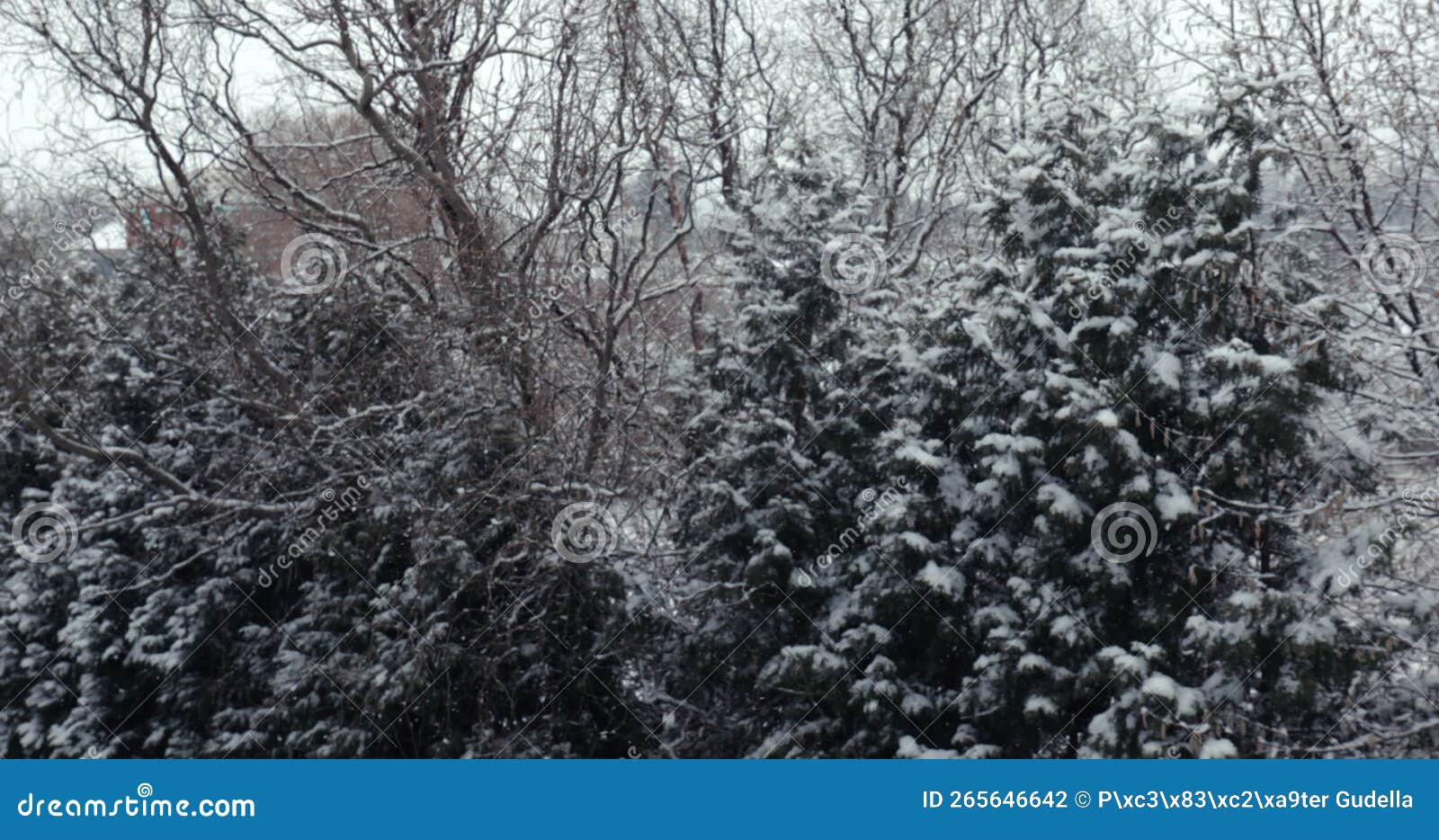 Falling Snow in Winter, Forest Edge Stock Footage - Video of garden ...