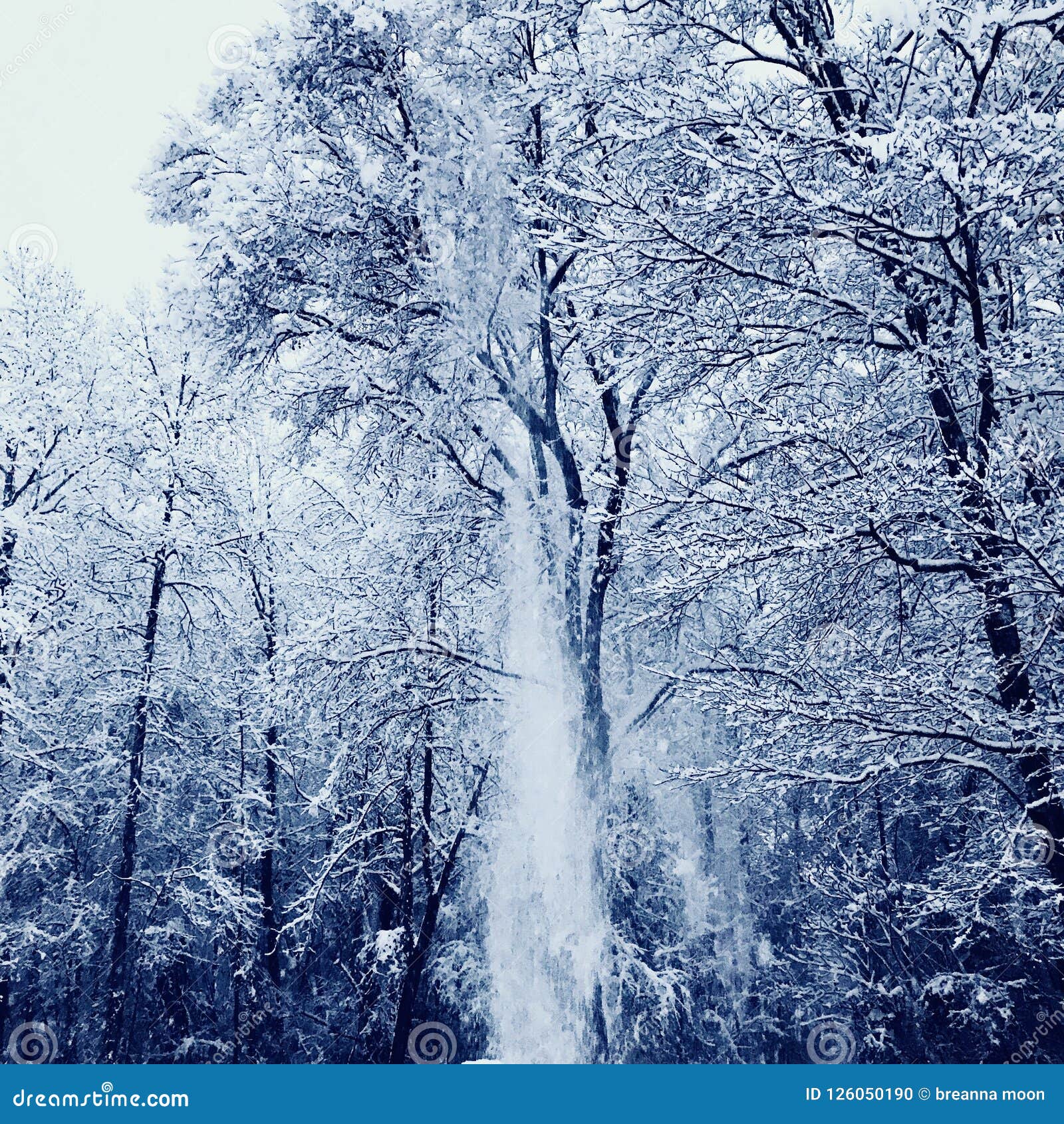 Falling snow stock photo. Image of falling, trees, snow - 126050190