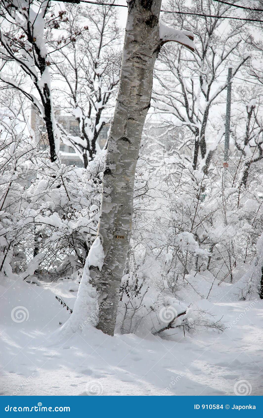 Falling snow from the tree stock photo. Image of sunk, snow - 910584