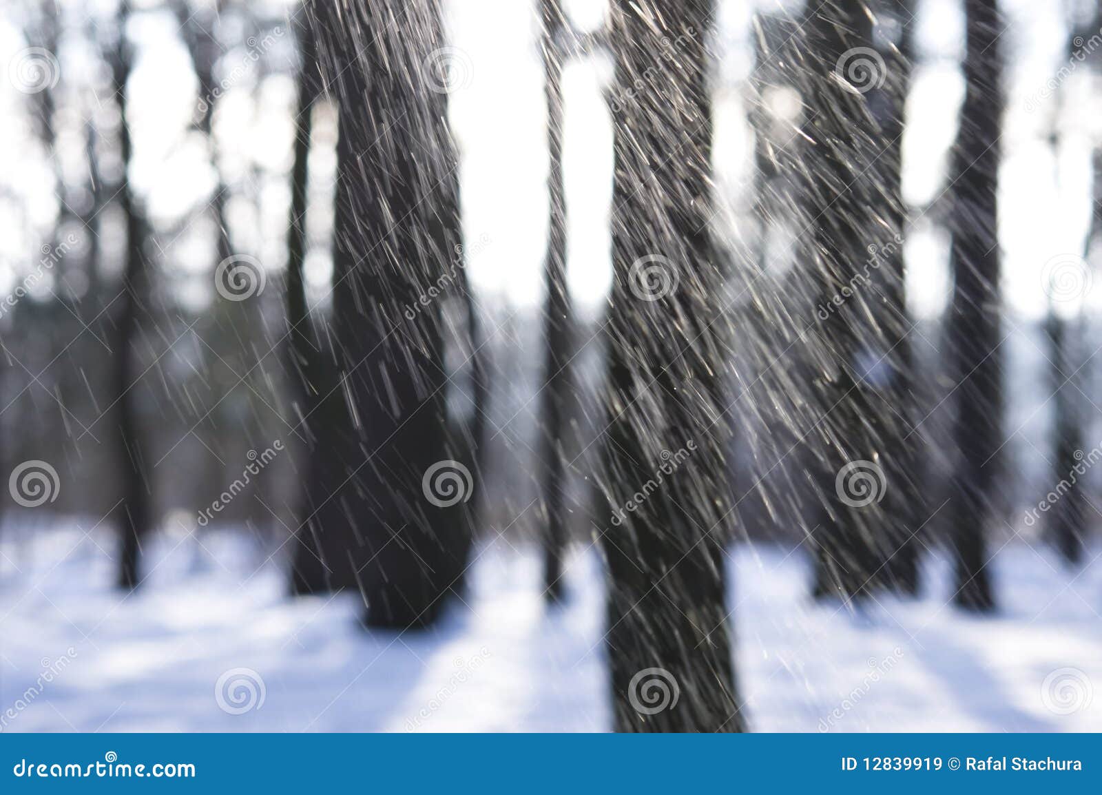 Falling Snow in the Woods stock image. Image of beautiful - 12839919