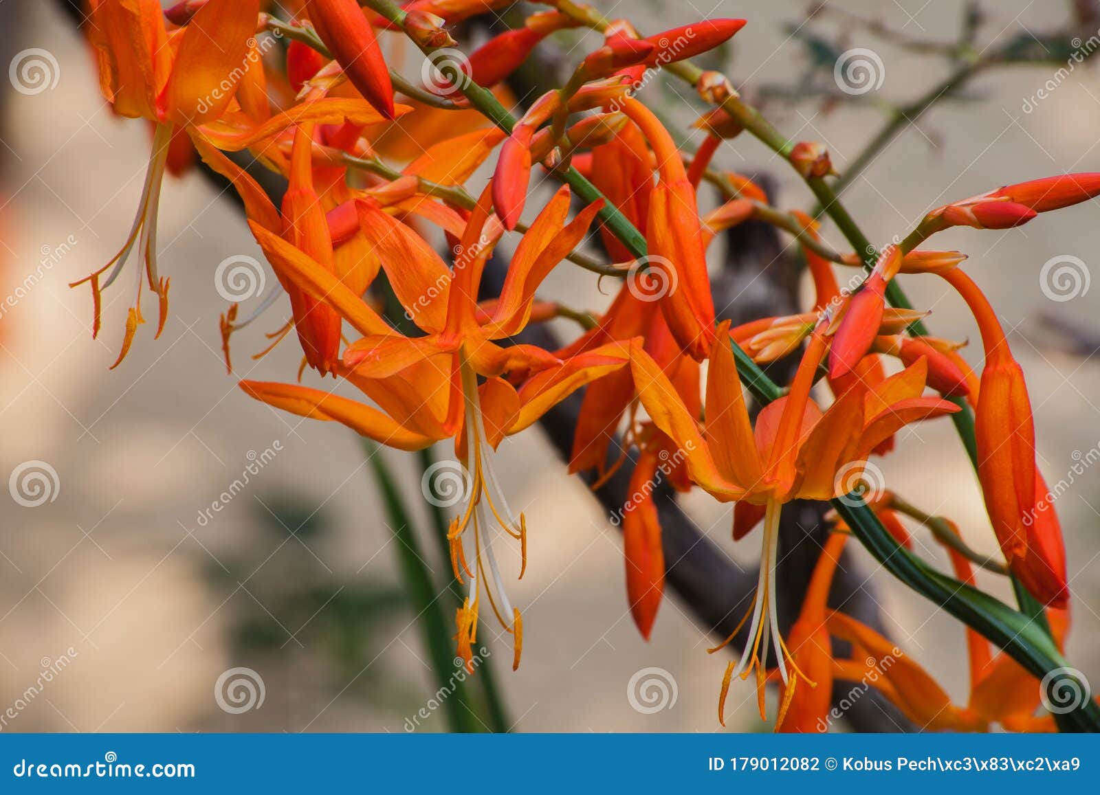 Falling Star Crocosmia Aurea 6065 Stock Photo - Image of floral, close ...