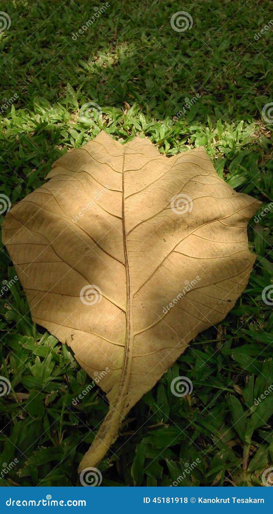 Falling Teak Leave on the Green Lawn Stock Photo - Image of falling ...