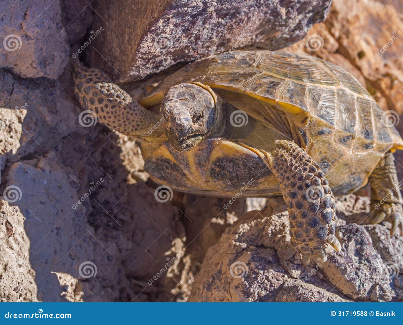 Falling tortoise stock photo. Image of outdoors, arid - 31719588