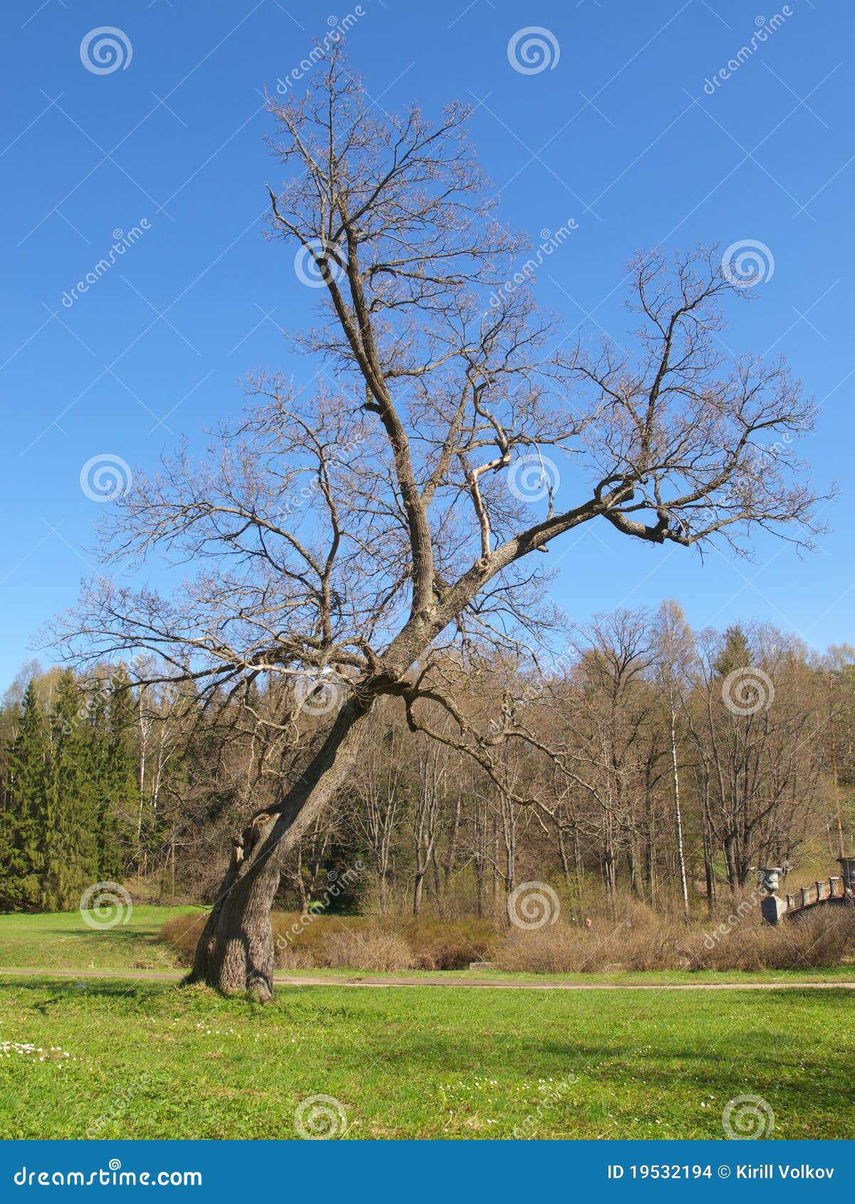 Almost falling tree stock photo. Image of sunny, bridge - 19532194
