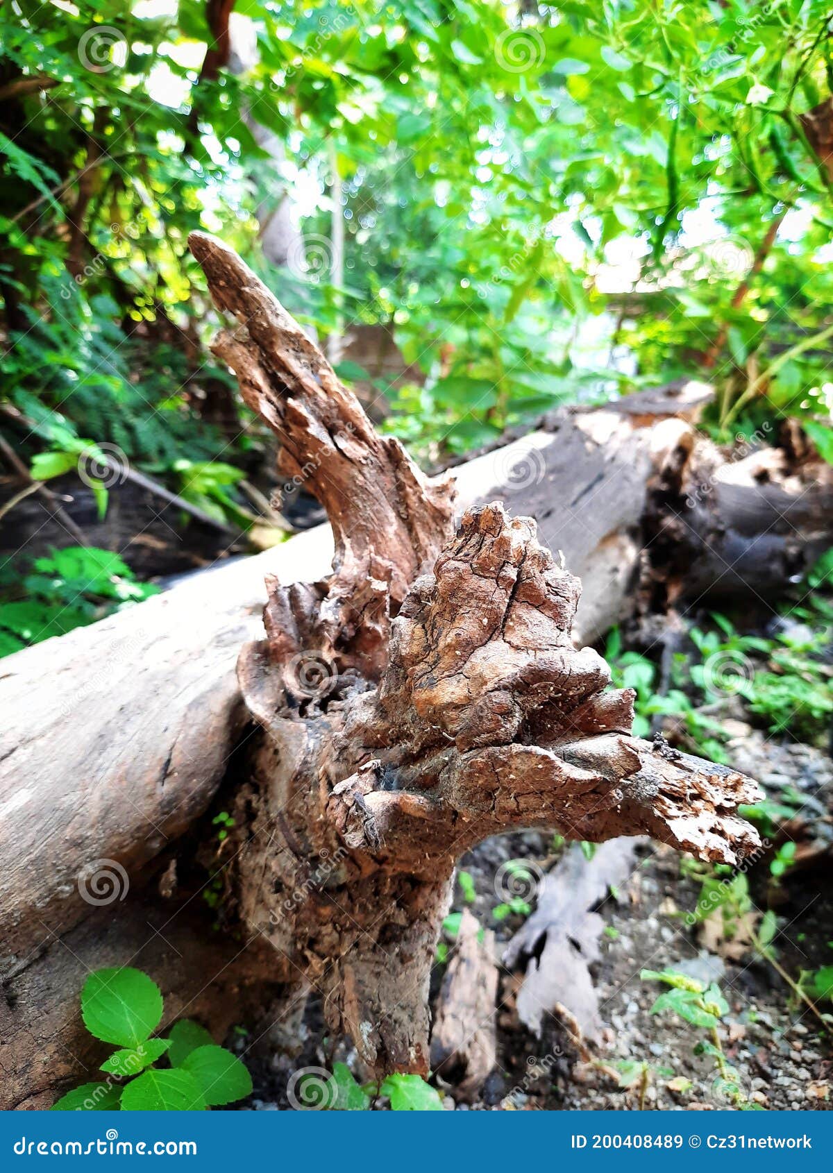 Falling tree stock image. Image of jungle, soil, forest - 200408489