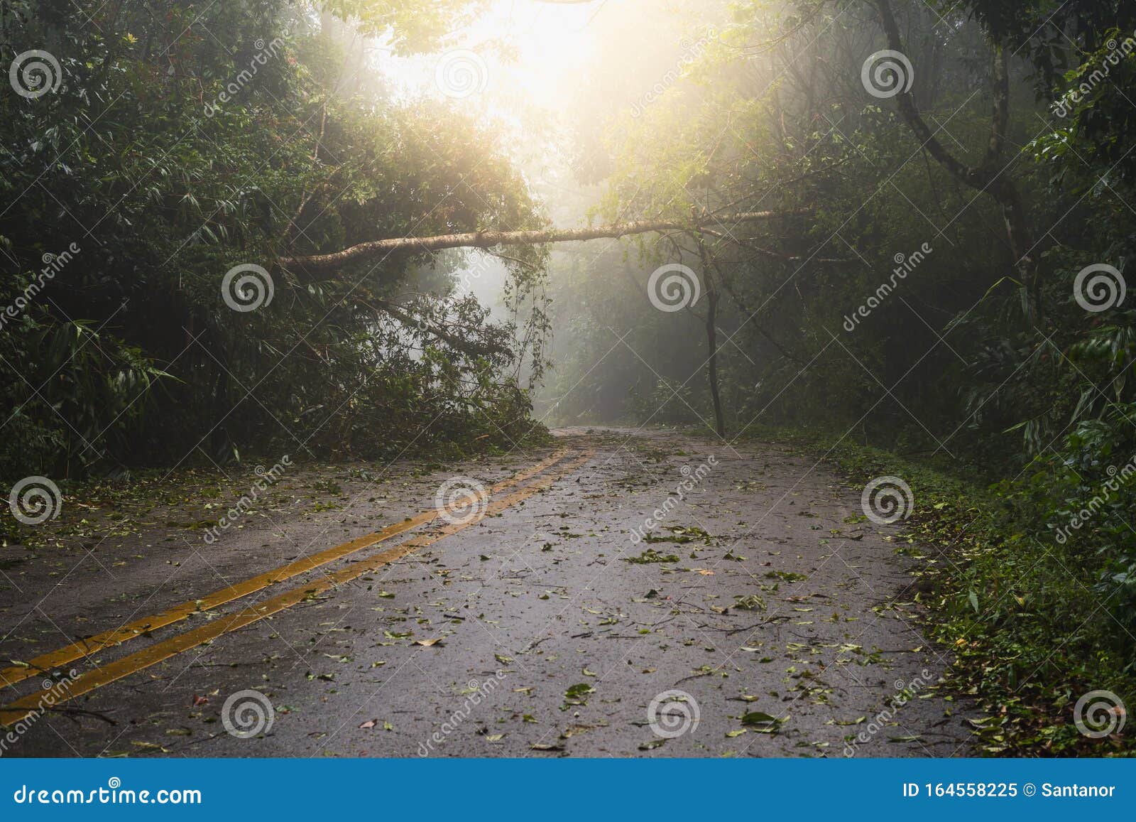 Falling Tree Block the Road after Rain Storm Stock Image - Image of ...