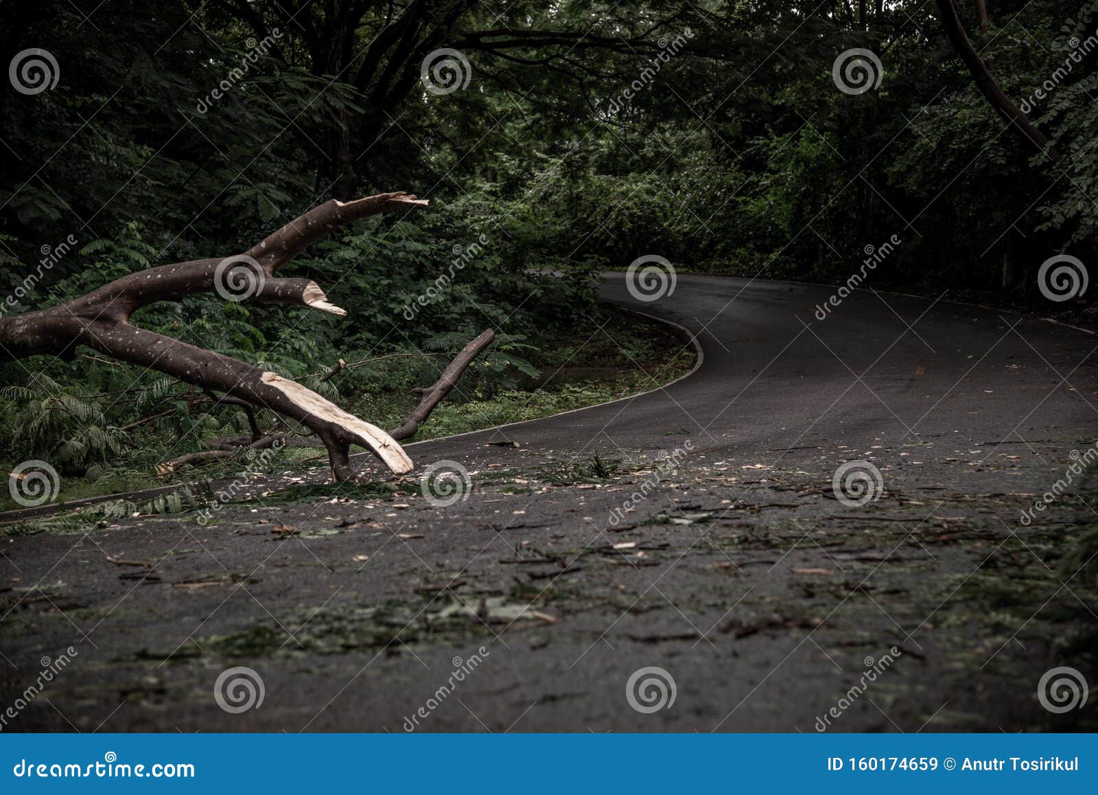 Falling Tree Debris Block Road in Forest after Rain Storm Stock Image ...