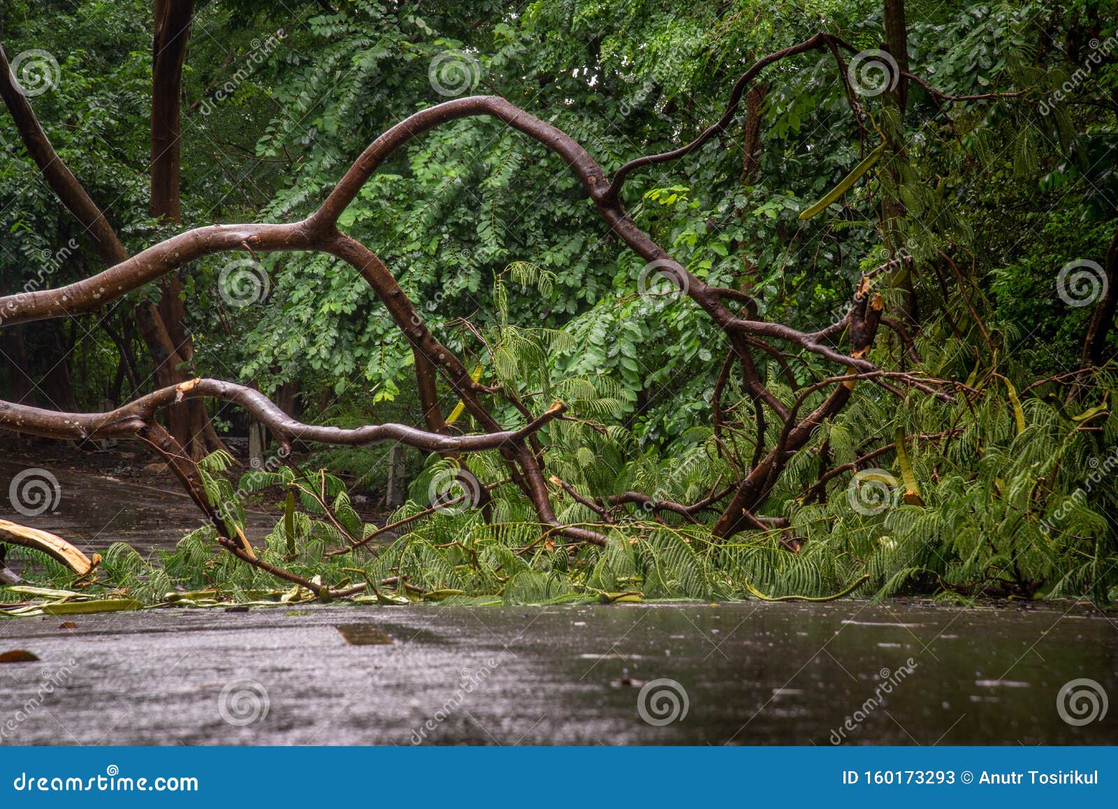 673 Forest Debris Road Stock Photos - Free & Royalty-Free Stock Photos ...