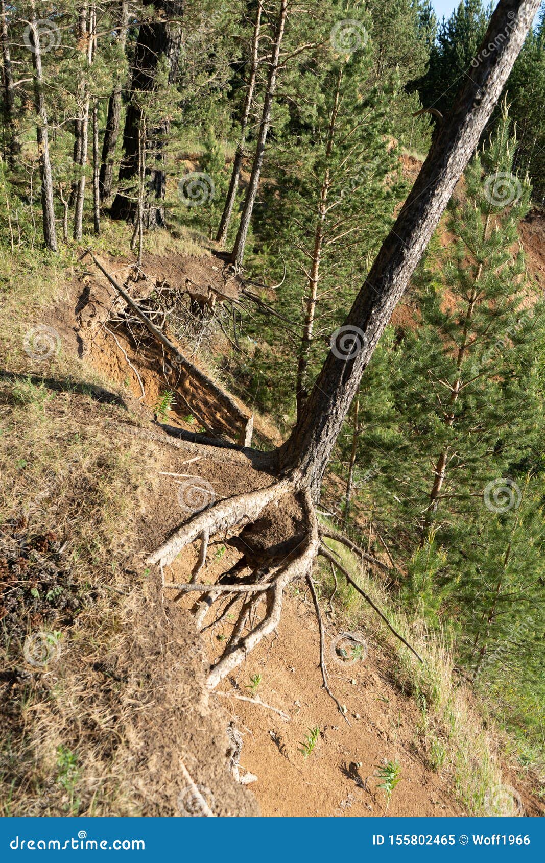 Falling Tree on the Edge of the Mountain. Pines on the Edge of a Hill ...
