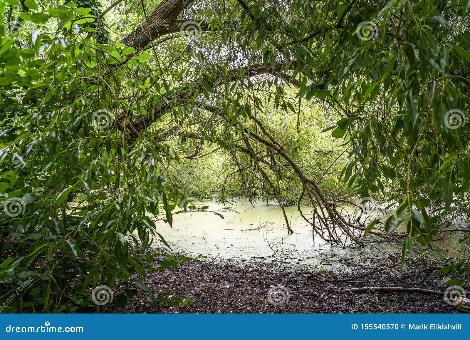 Falling tree in forest stock photo. Image of adorn, deciduous - 155540570