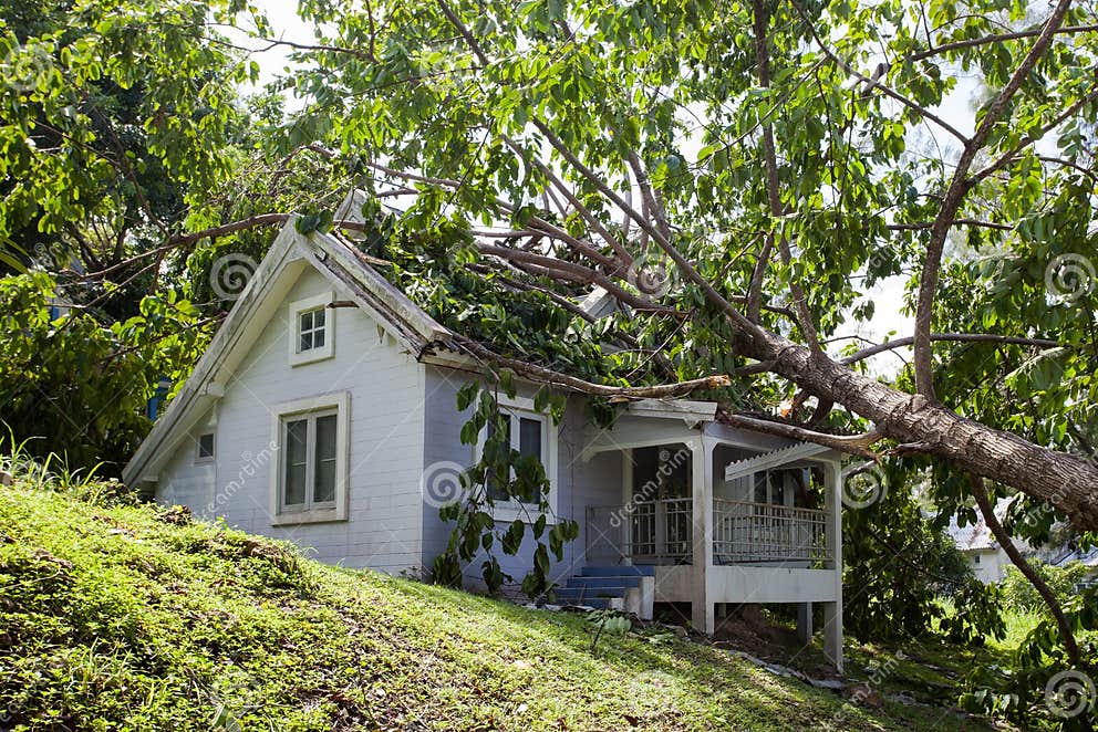 Falling Tree after Hard Storm on Damage House Stock Image - Image of ...