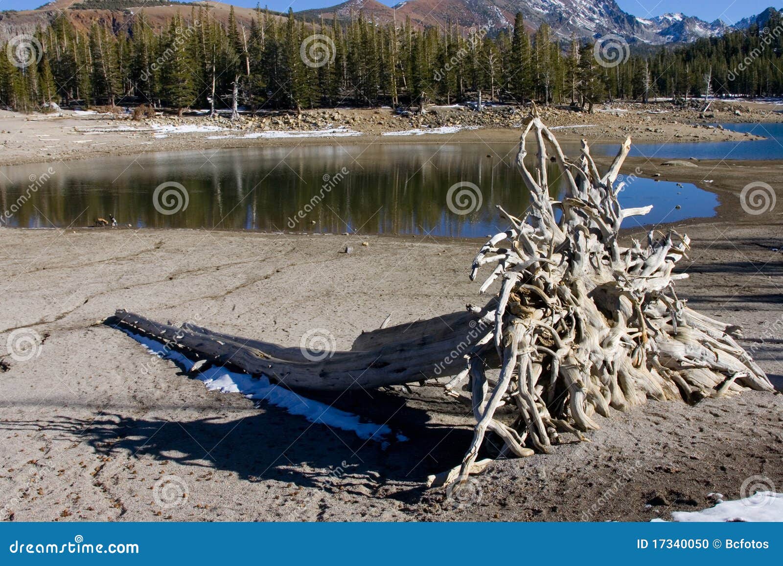 Falling Tree by the Lake stock photo. Image of forest - 17340050