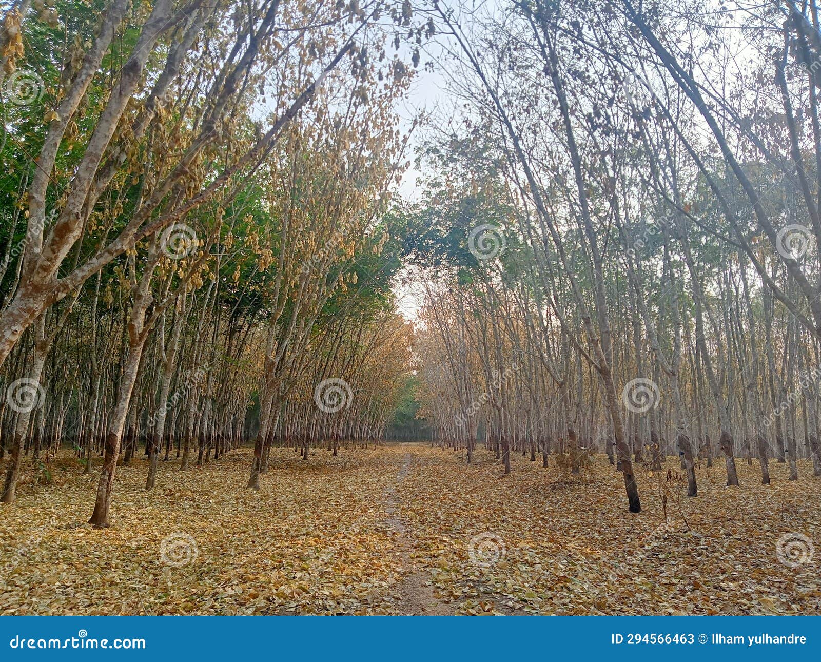 Falling Tree Leaves in the Dry Season Stock Image - Image of tree ...