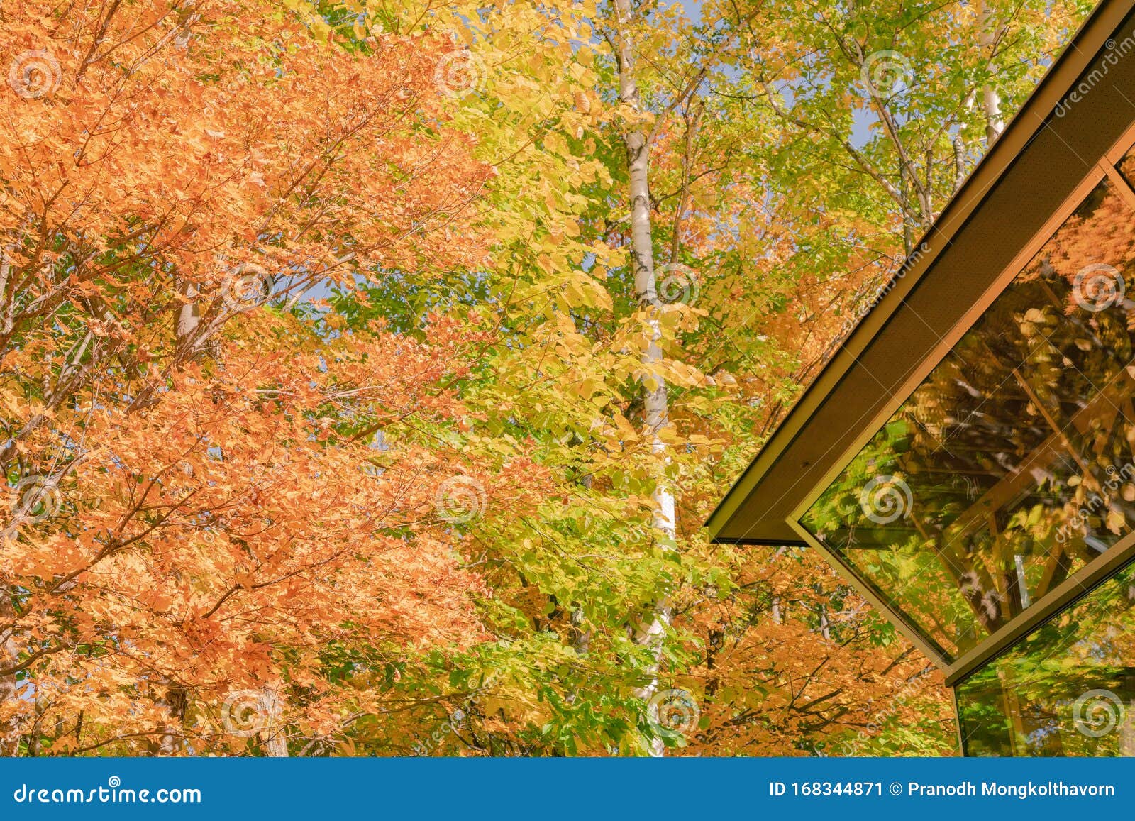 Falling Tree Multiple Colour in Autumn Season Stock Image - Image of ...