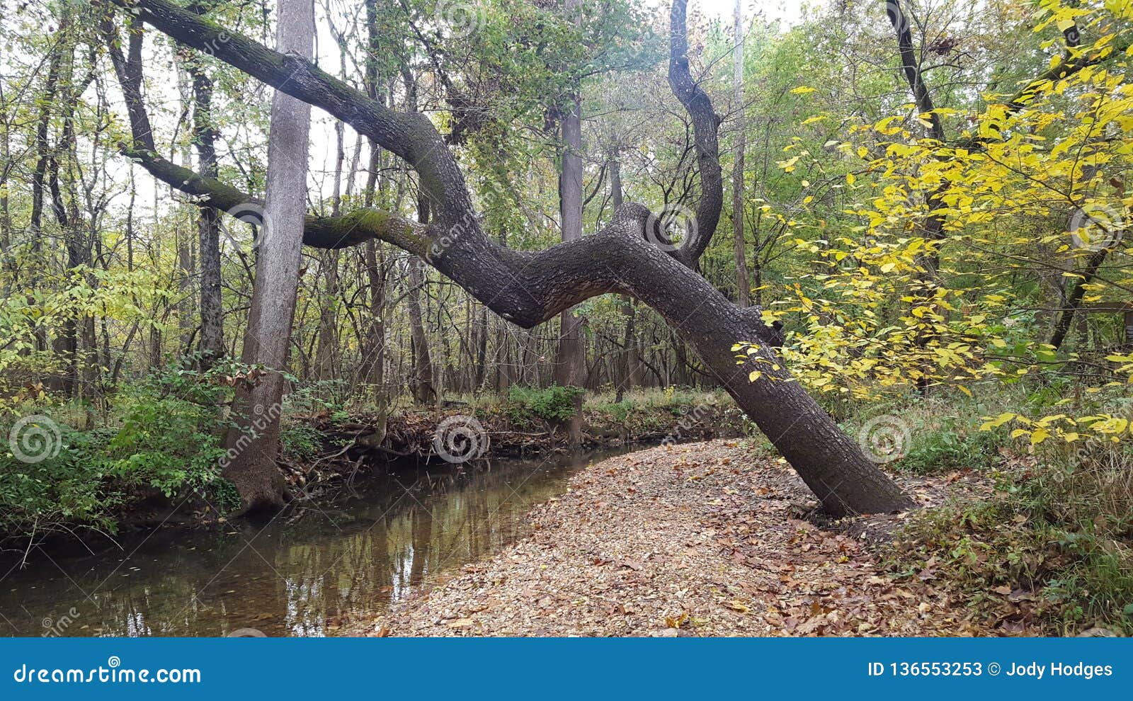 Tree of Life stock image. Image of center, life, nature - 136553253