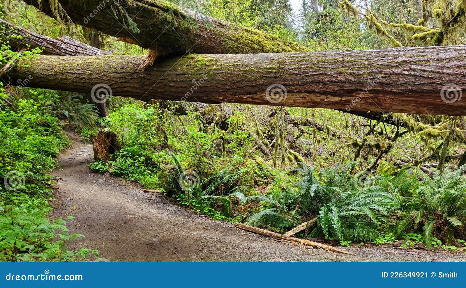 Falling Tree Oregon Trail Forest Stock Image - Image of flower, nature ...