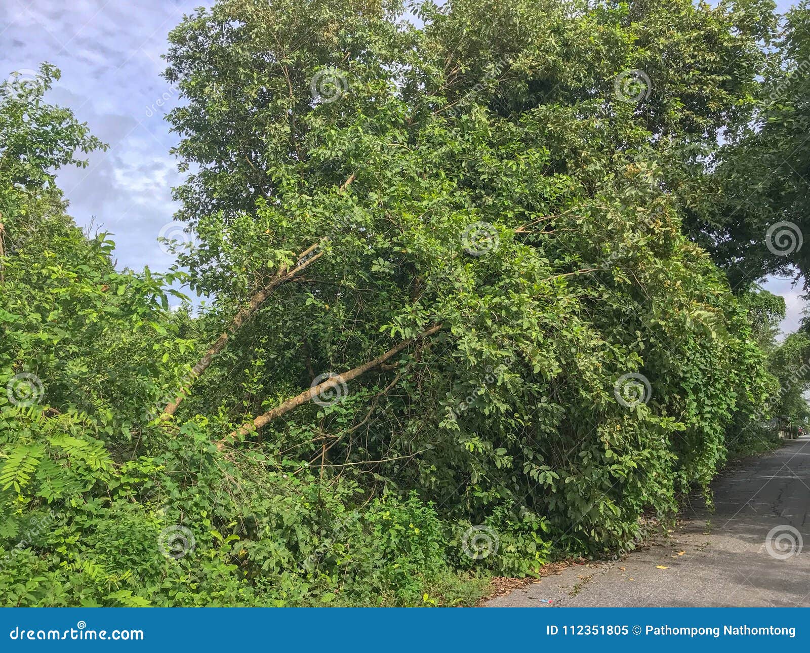 Falling Tree after Storm Disaster Stock Image - Image of damage, home ...