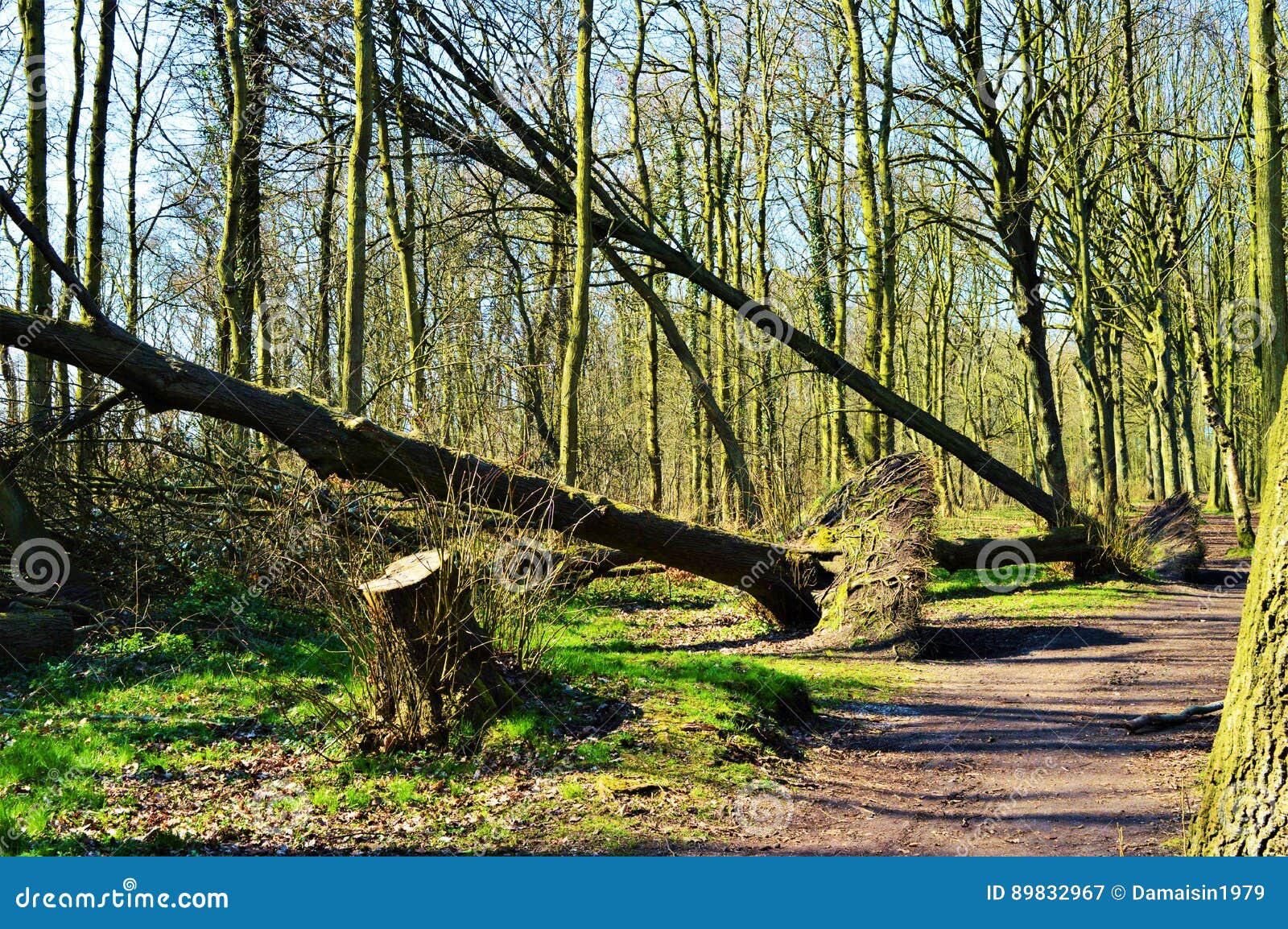 Falling trees stock image. Image of forest, falling, healthy - 89832967