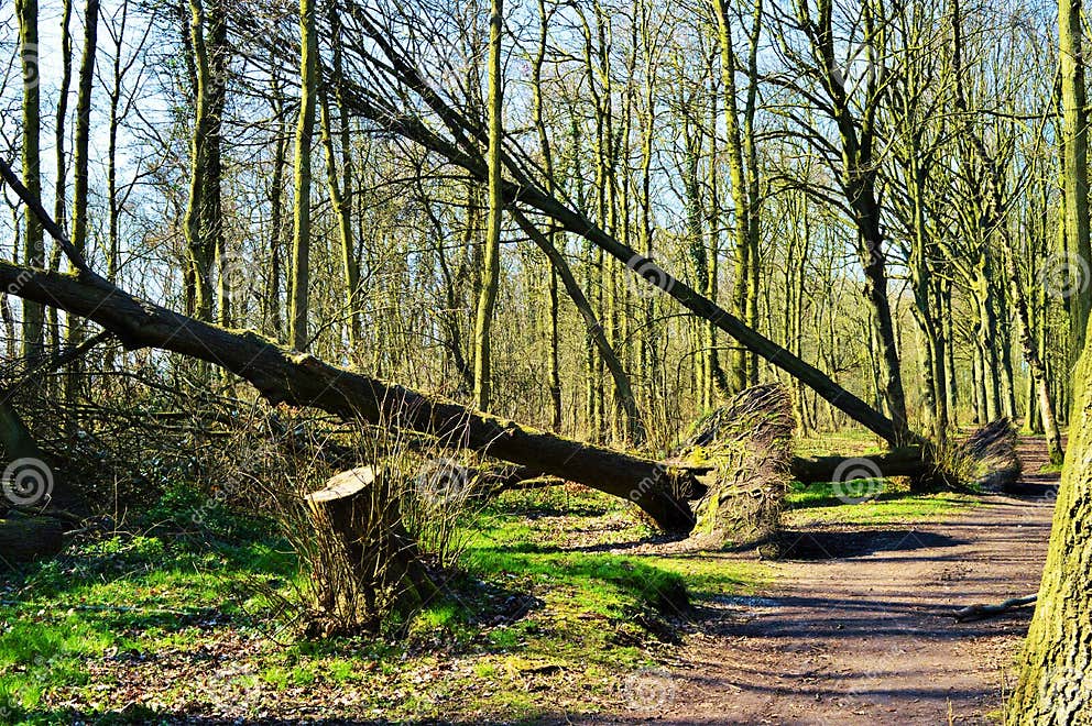 Falling trees stock image. Image of forest, falling, healthy - 89832967