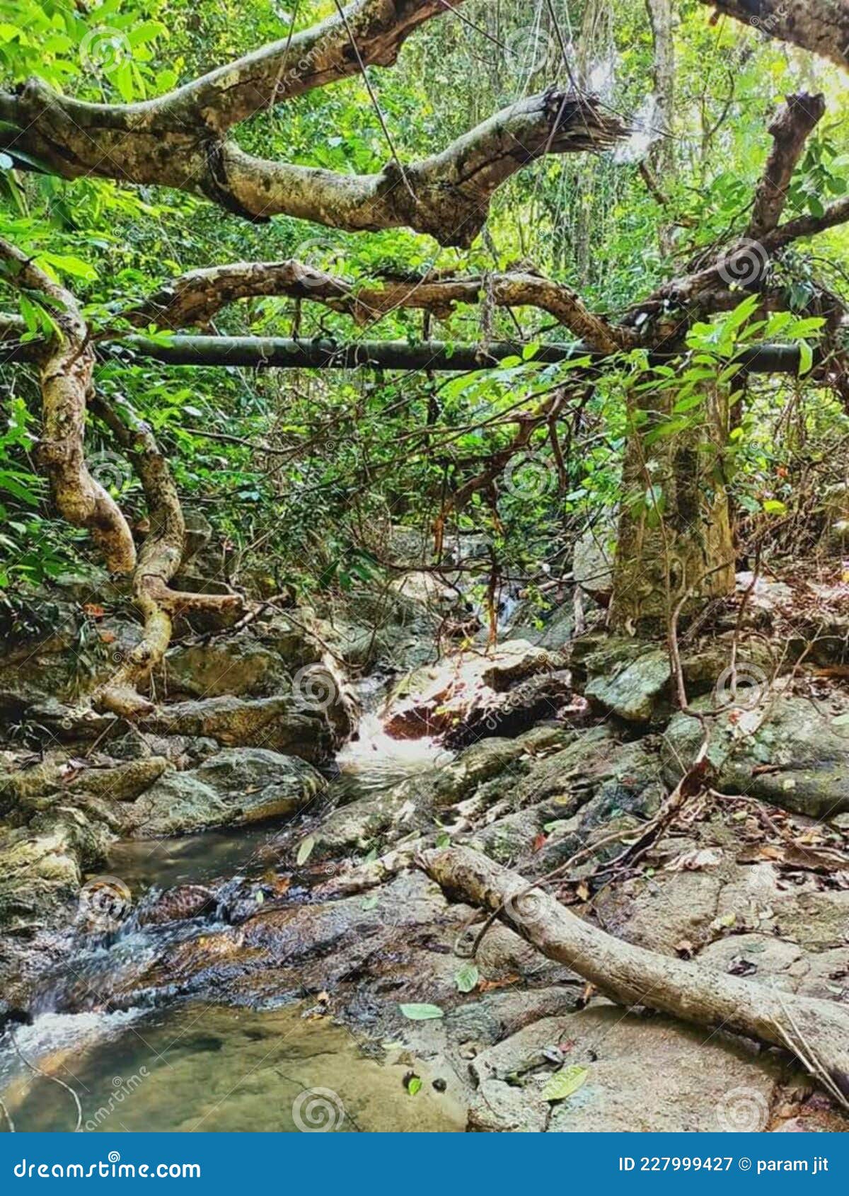 Falling Trees in the Jungle Stock Image - Image of woodland, vegetation ...