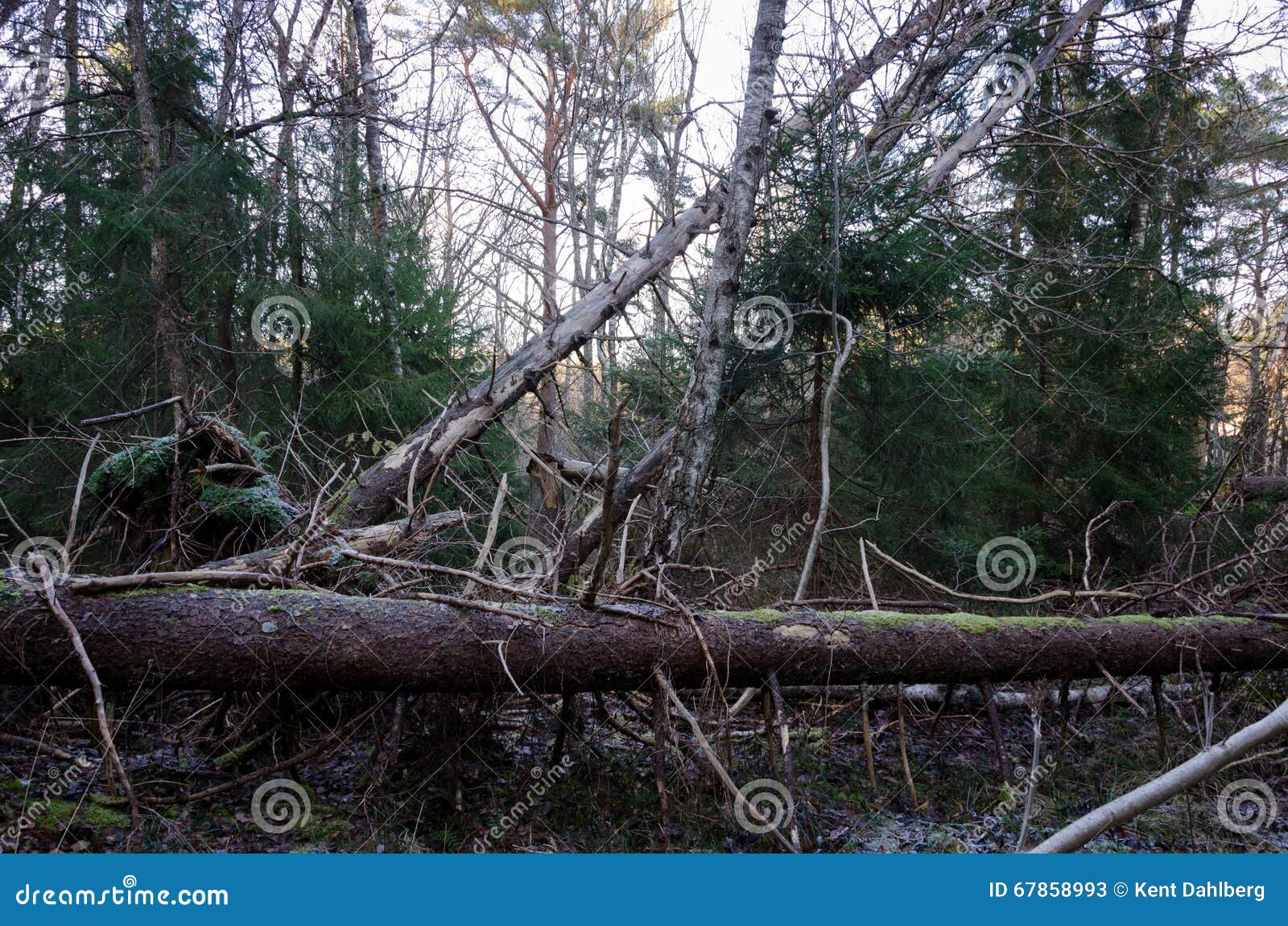 Falling Trees after a Very Big Storm Stock Image - Image of dangerous ...