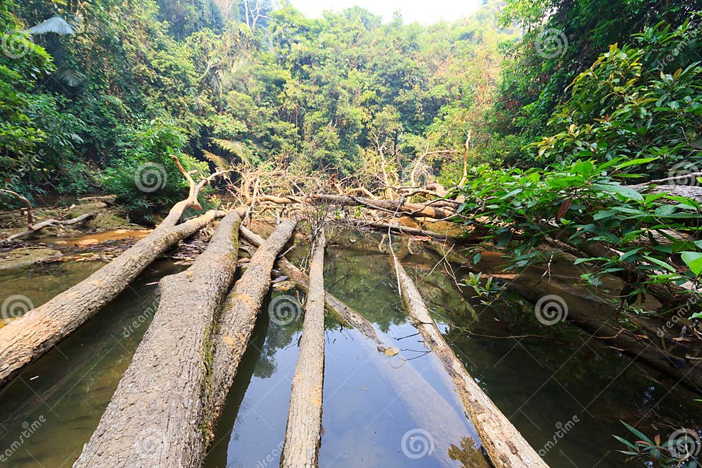 Falling trees stock image. Image of emergency, debris - 51346935