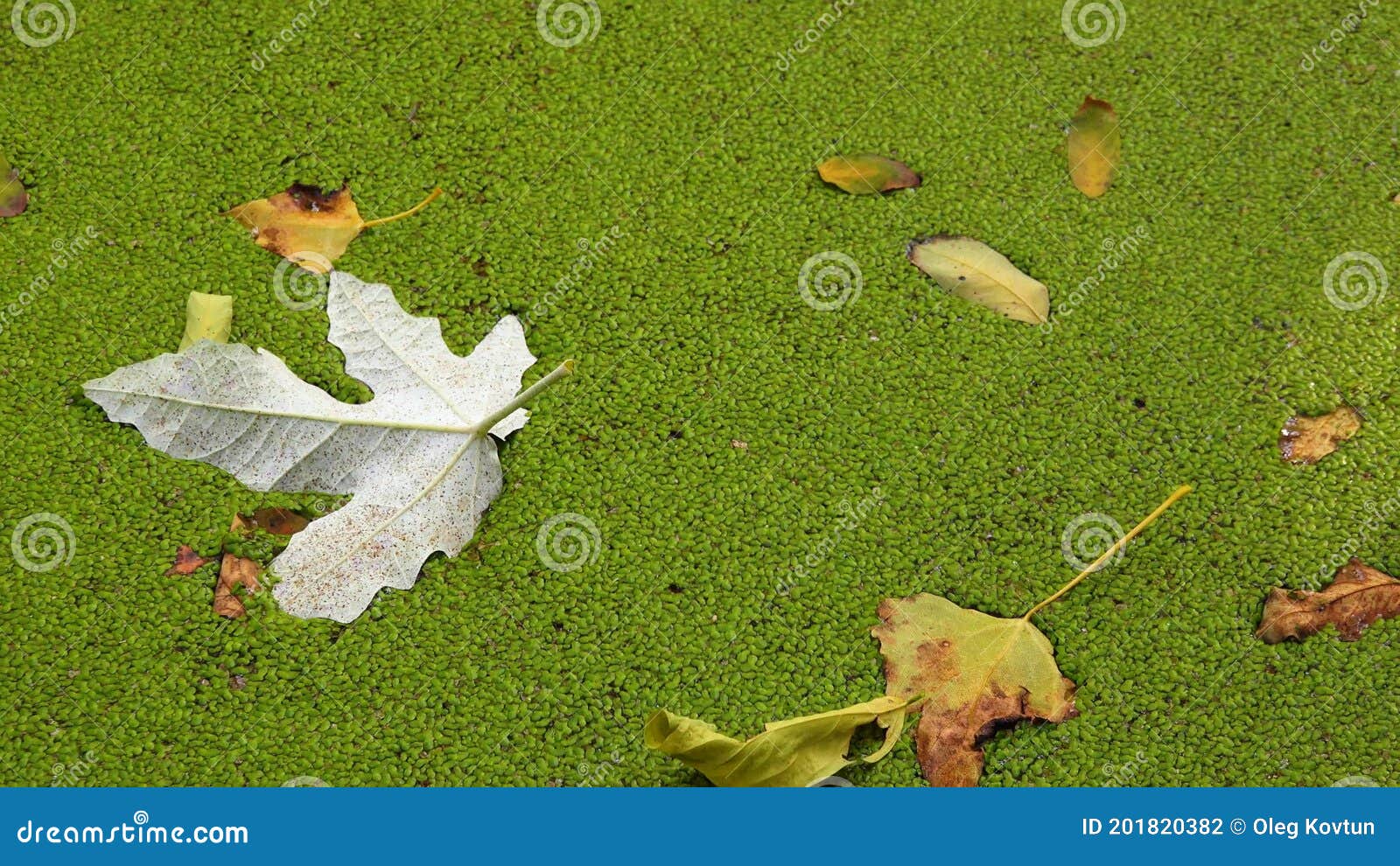 Falling into the Water Covered with Duckweed Lemna Minor , the Leaves ...