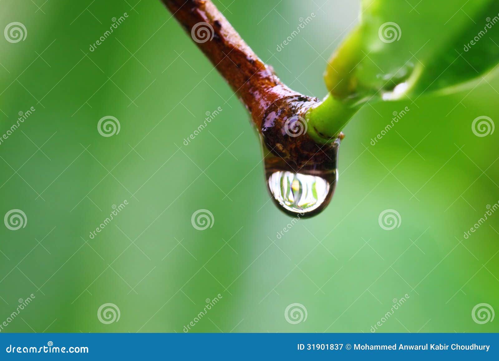 Falling water drop stock image. Image of drop, cute, falling - 31901837