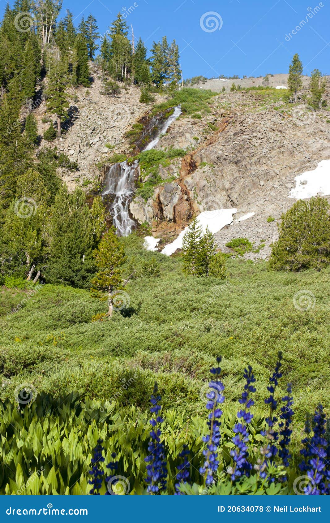Falling Water Meadow stock photo. Image of field, pine - 20634078