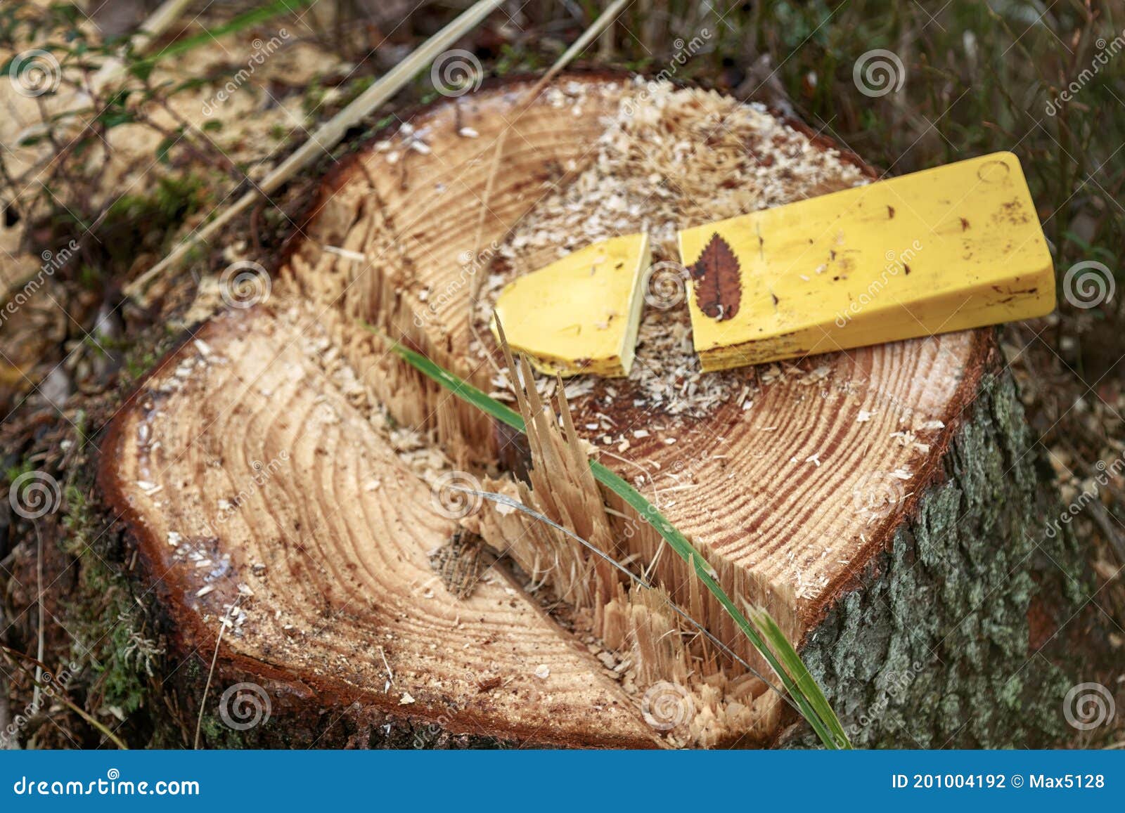 Falling Wedge Burst after Prolonged Heavy Use in Logging Stock Photo ...