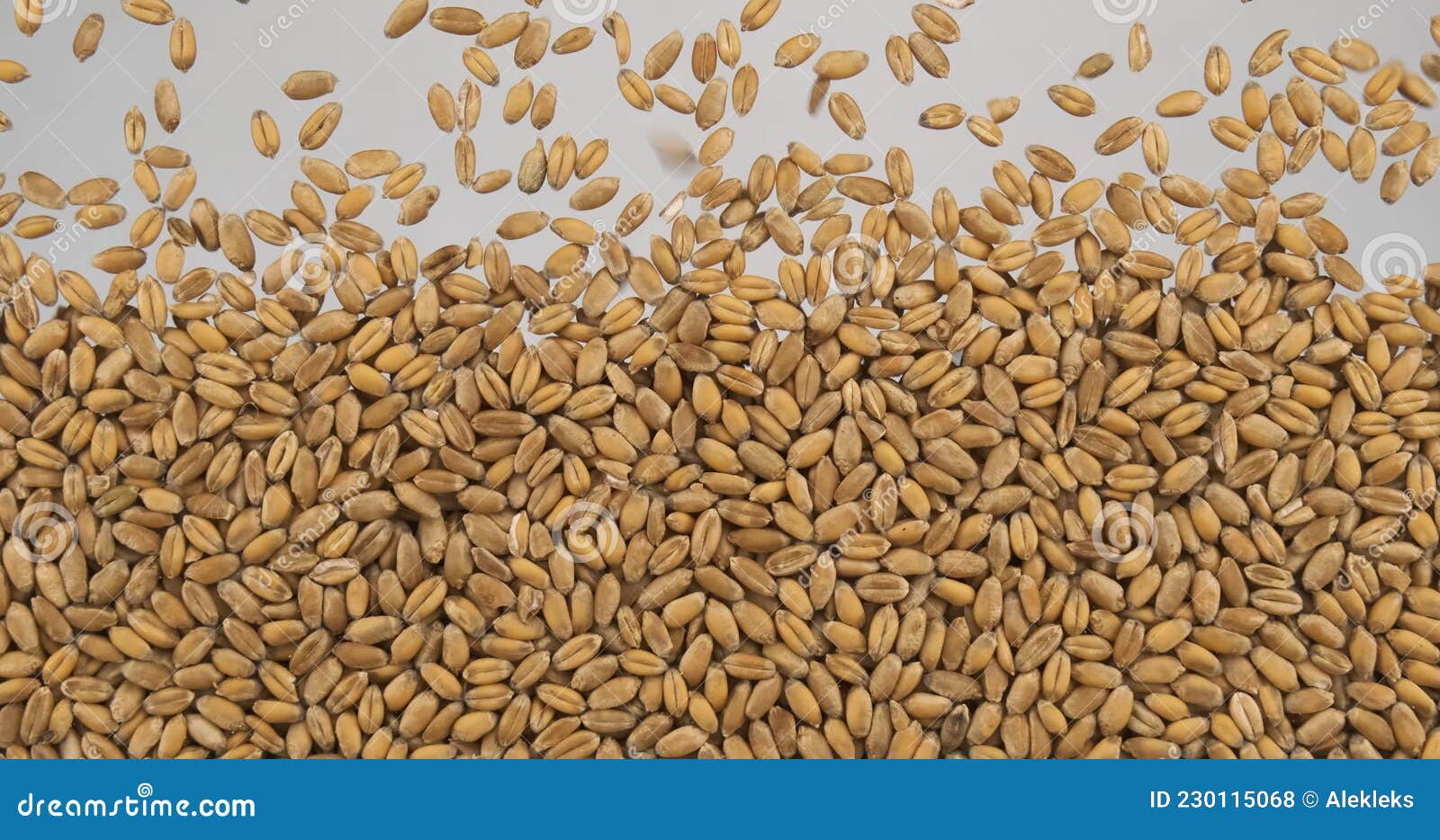 Falling Wheat Grain Down. Shooting from the Bottom Up. Seeds Falling on ...