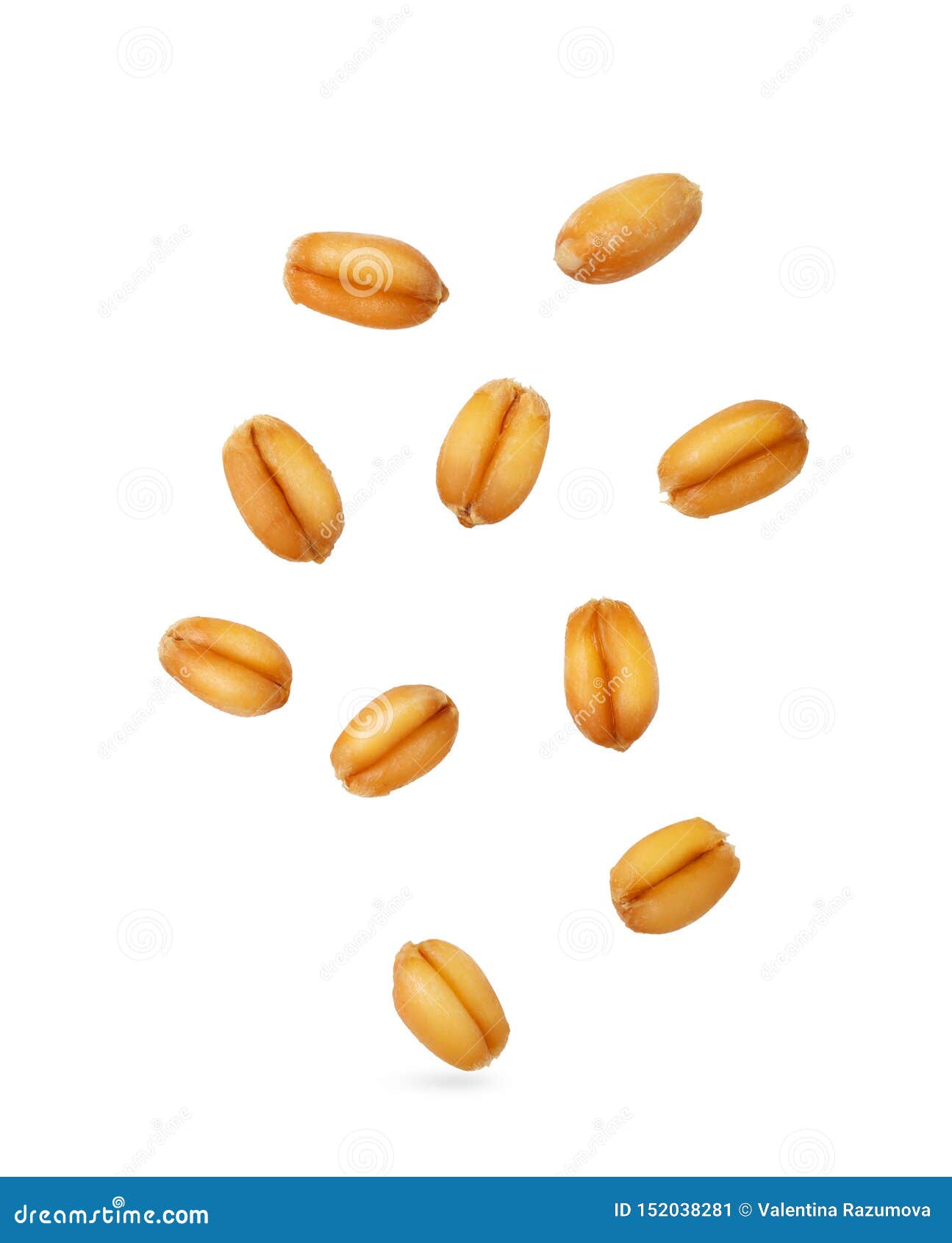 Wheat Grains Falling