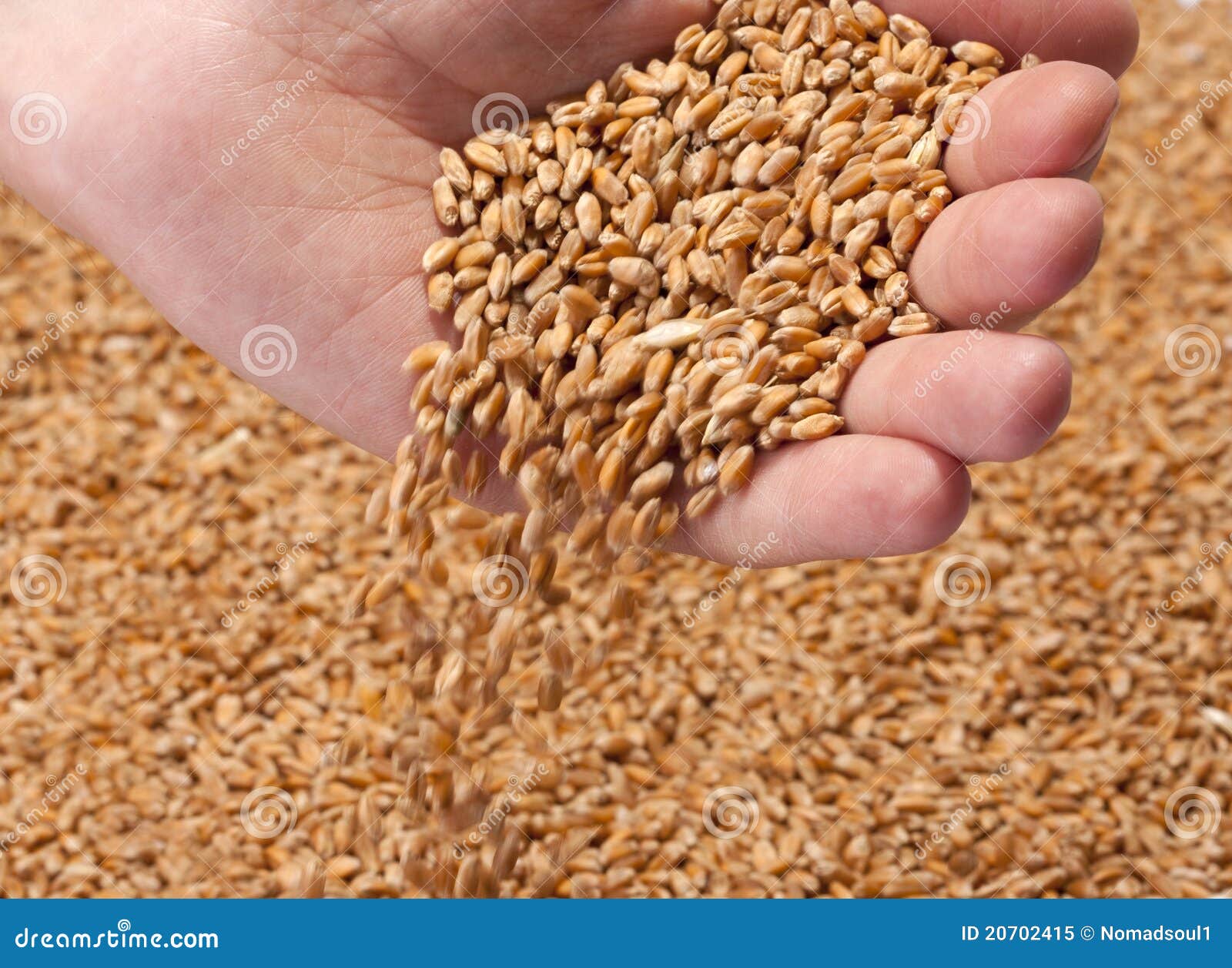 Falling wheat seeds stock image. Image of environment - 20702415
