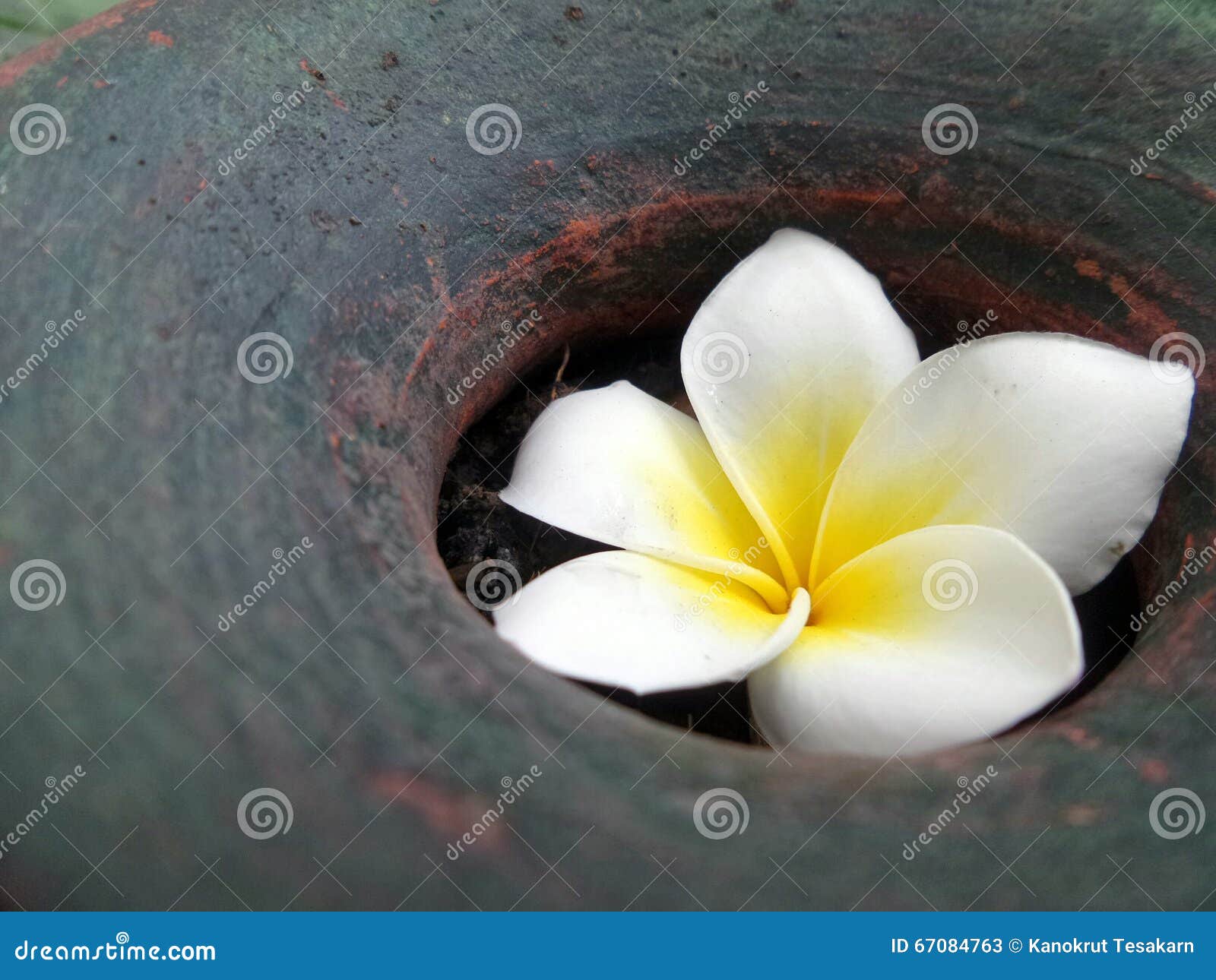 Falling White Flower in Garden Vase Stock Image - Image of flower ...